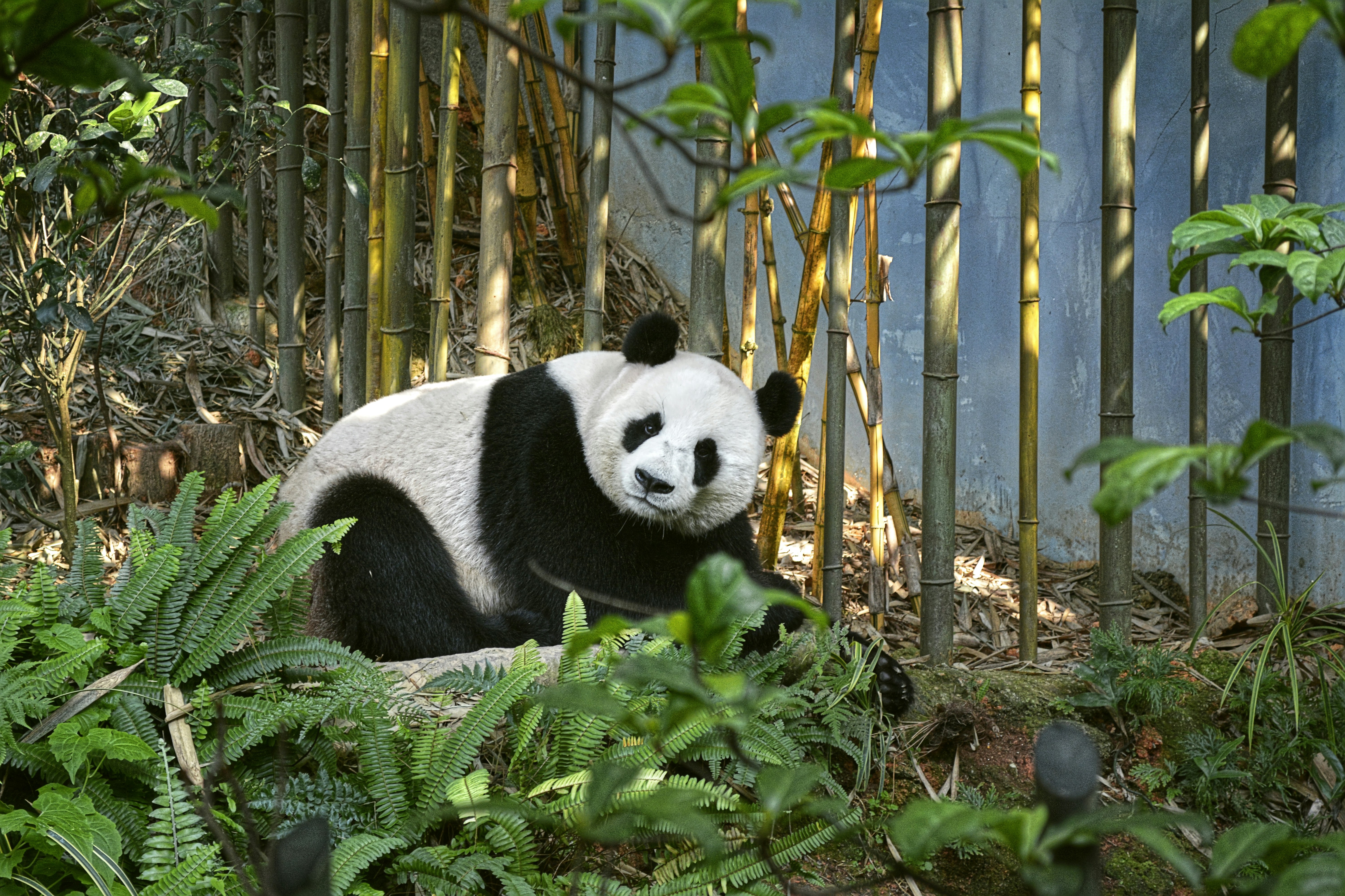 A panda bear sitting in the grass near a bamboo fence photo – Free Land ...