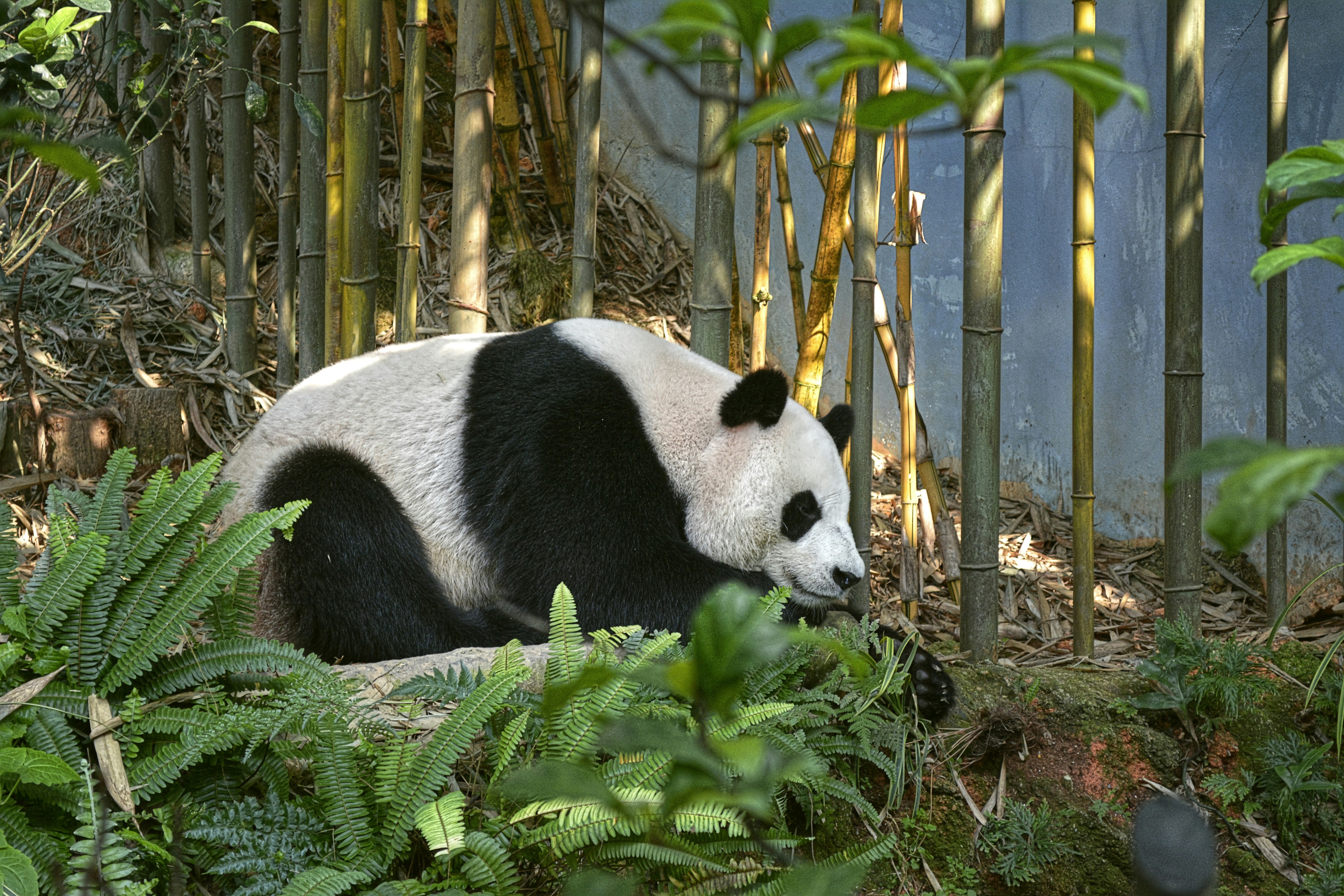 Un oso panda sentado en medio de un bosque foto – Imagen de Tierra ...