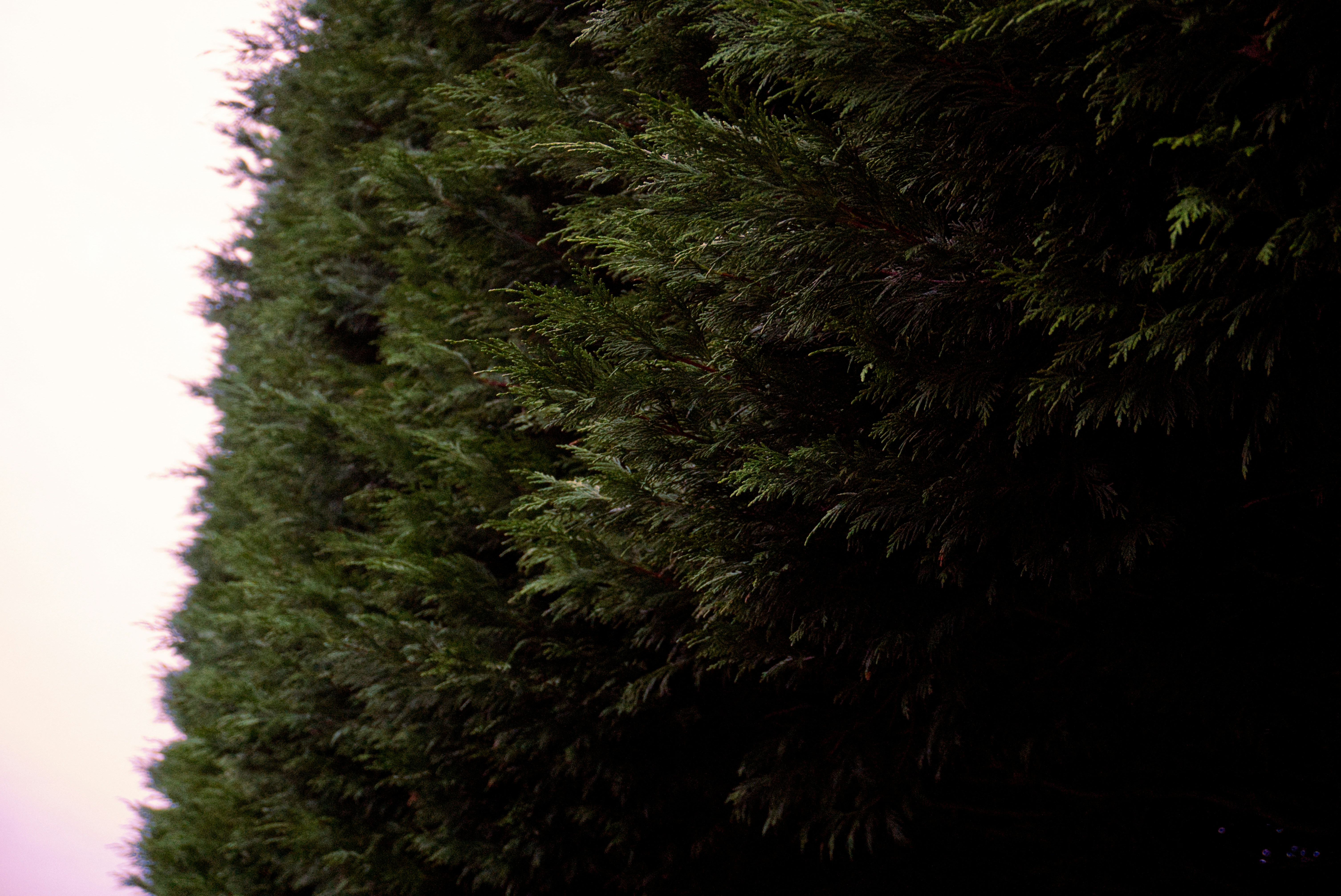 A row of tall green trees next to each other photo – Free Nature Image ...