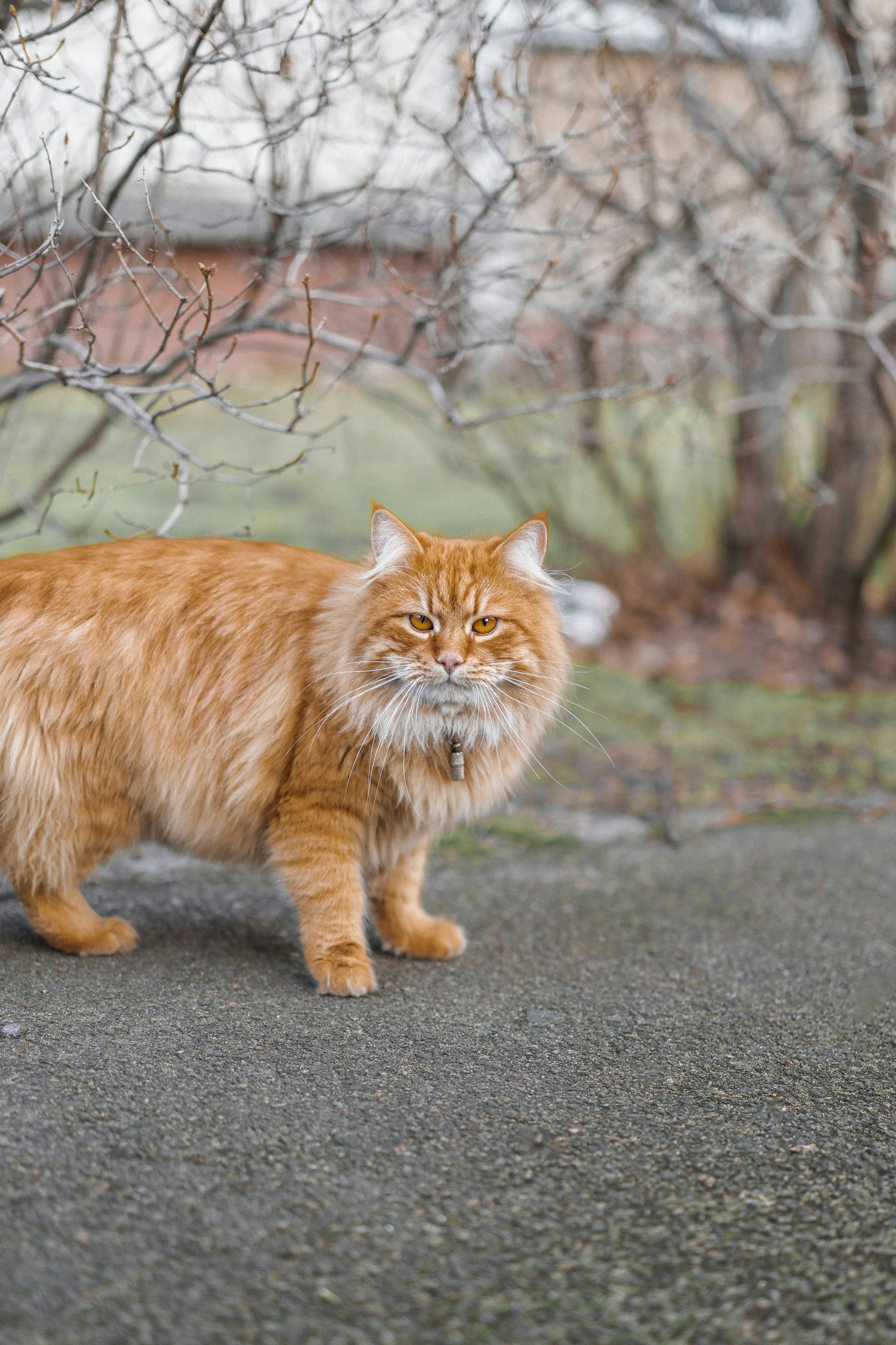 Amber-Furred Sentinel on a Damp Path Beneath Winter Branches