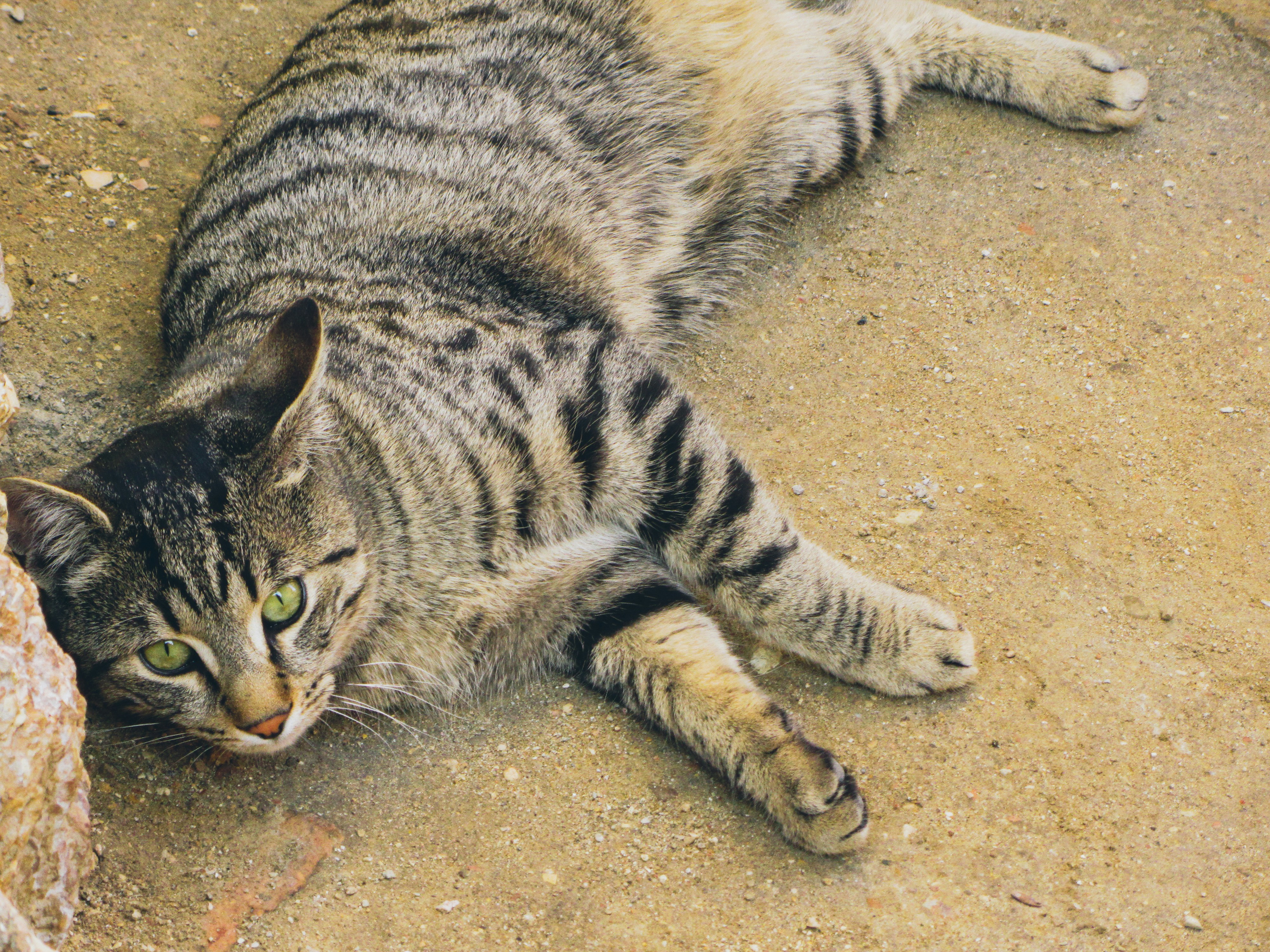 Tabby cat lounging on sun-warmed sand with a rock edge, eyes fixed toward the camera.
