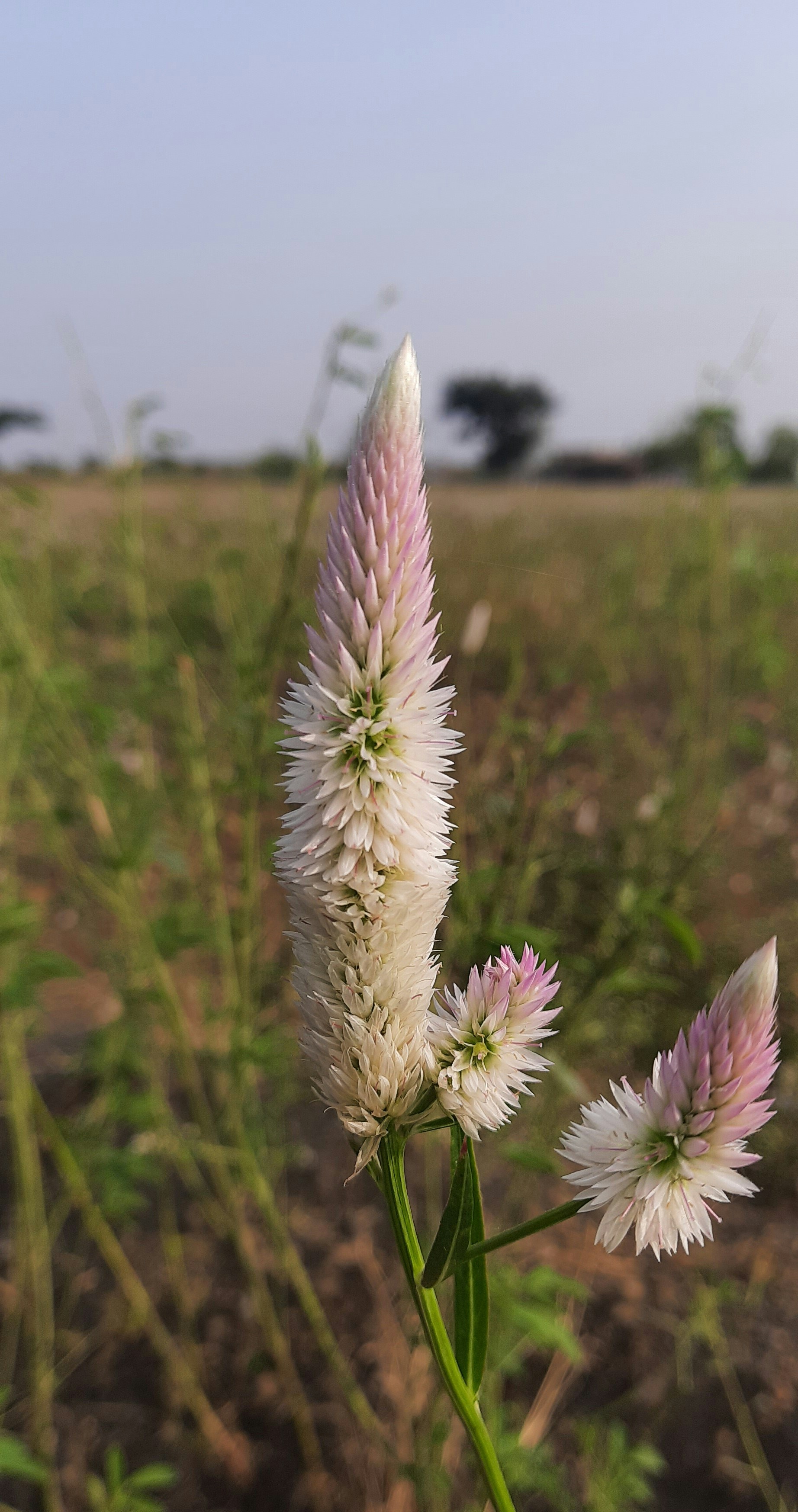 Pastel Spires Rising in a Quiet Prairie Field