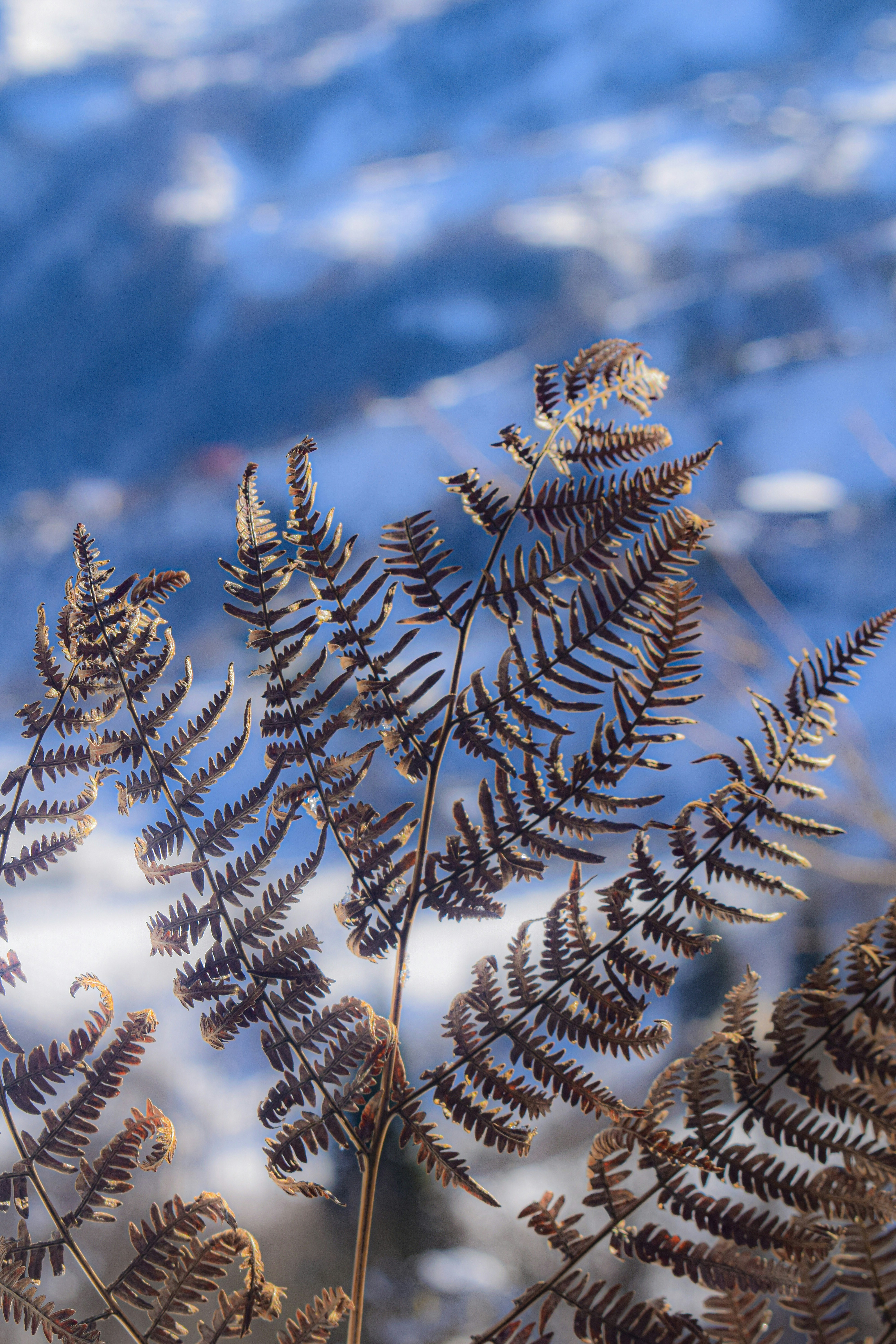 Bronze Fern Fronds Against Frosted Alpine Blue