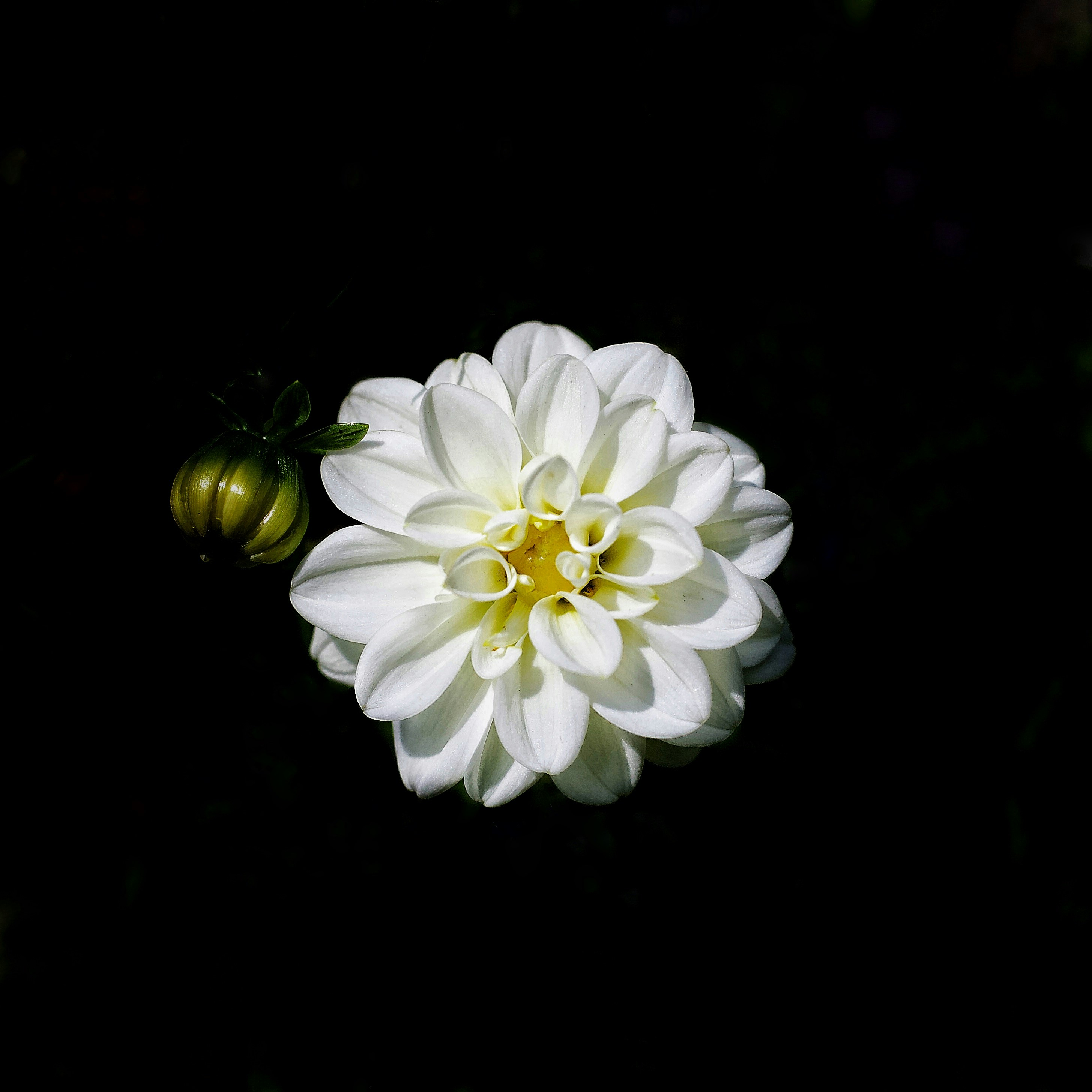 Whispers of Elegance: The White Dahlia