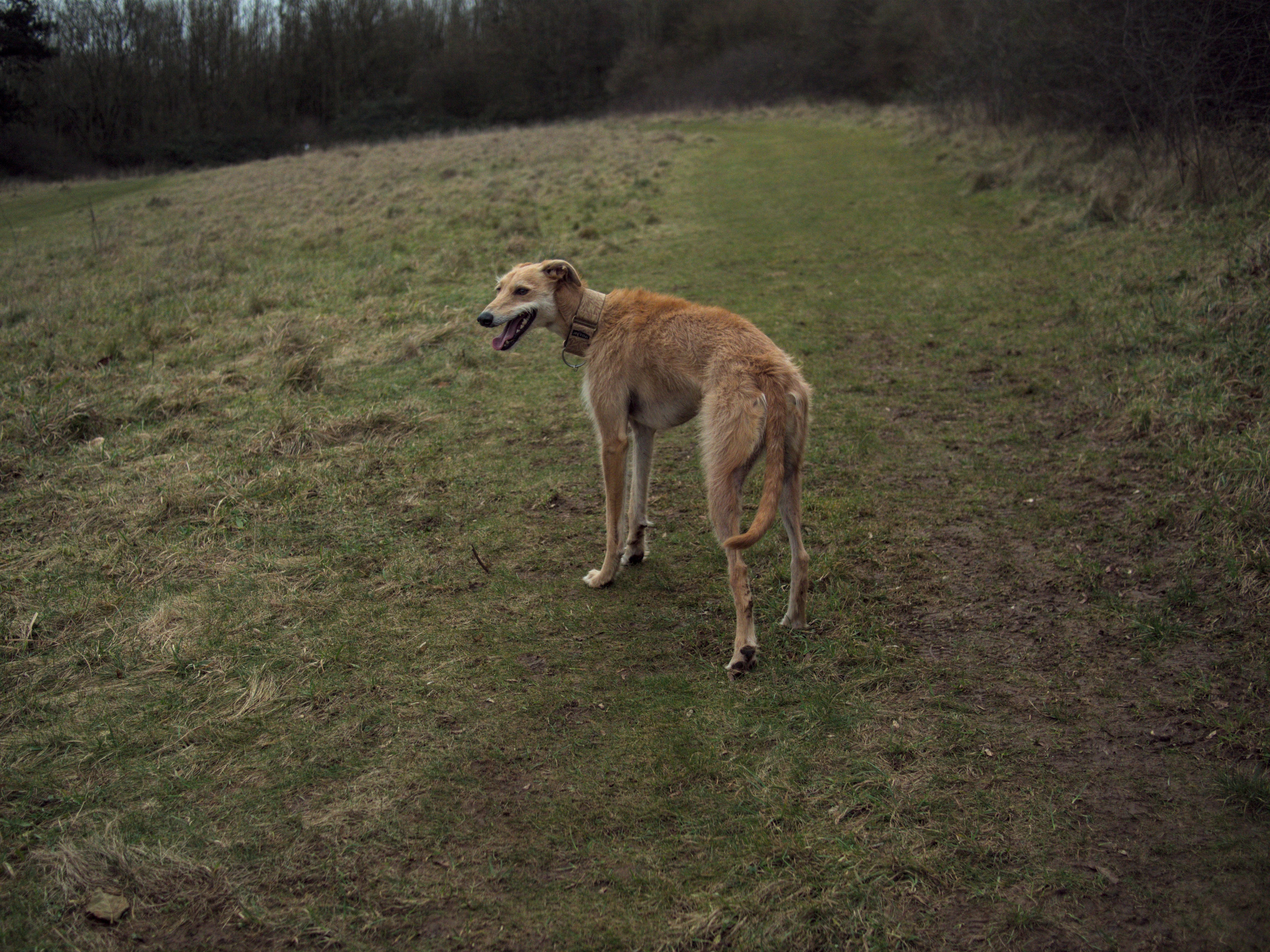 Golden-brown dog stands along a grassy trail, mouth open in a pant, with muted natural tones and a distant treeline in the background. A simple outdoor portrait showing the animal at rest on a dirt path.