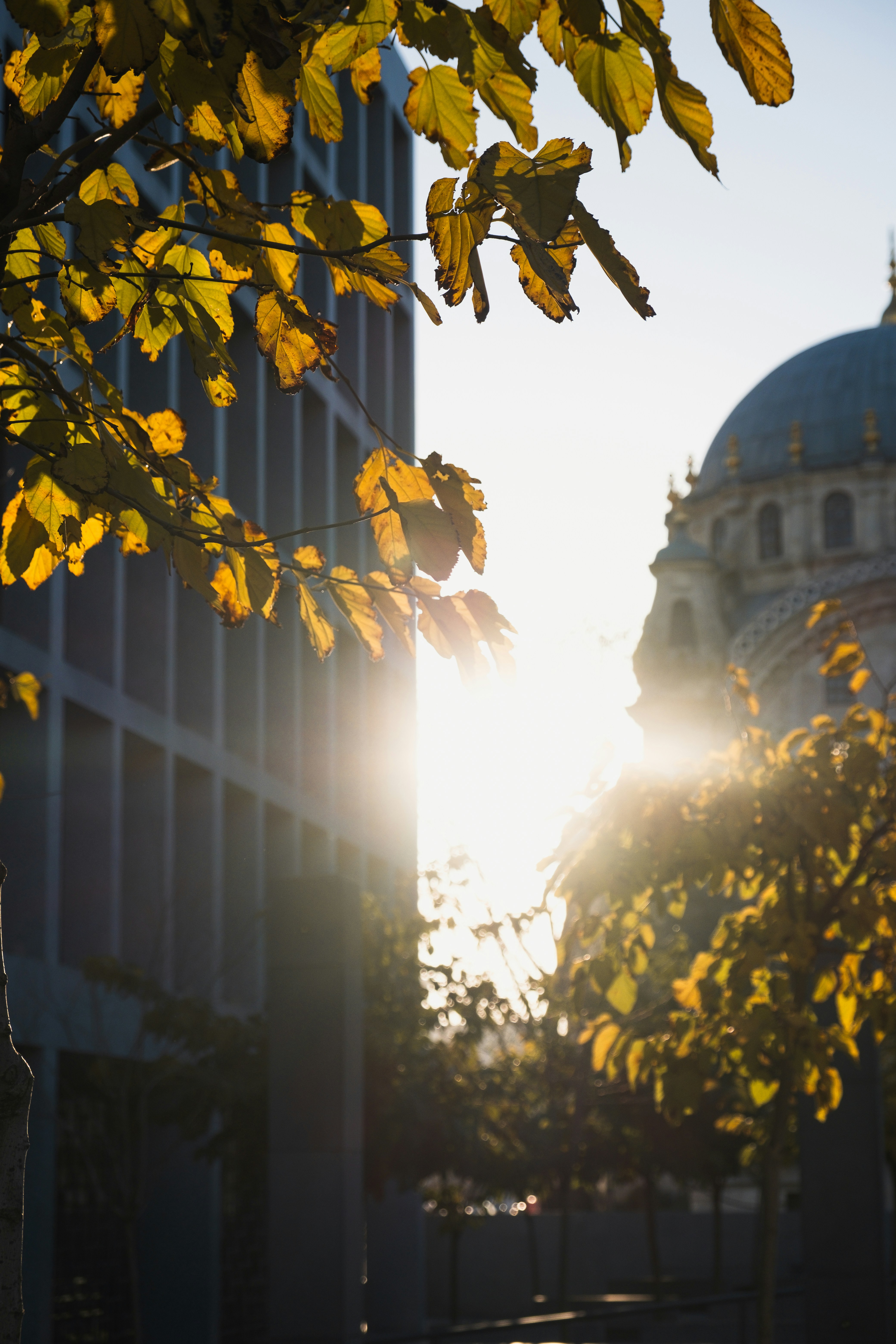 Sunlit Veil: Autumn Leaves Framing a Domed City Landmark
