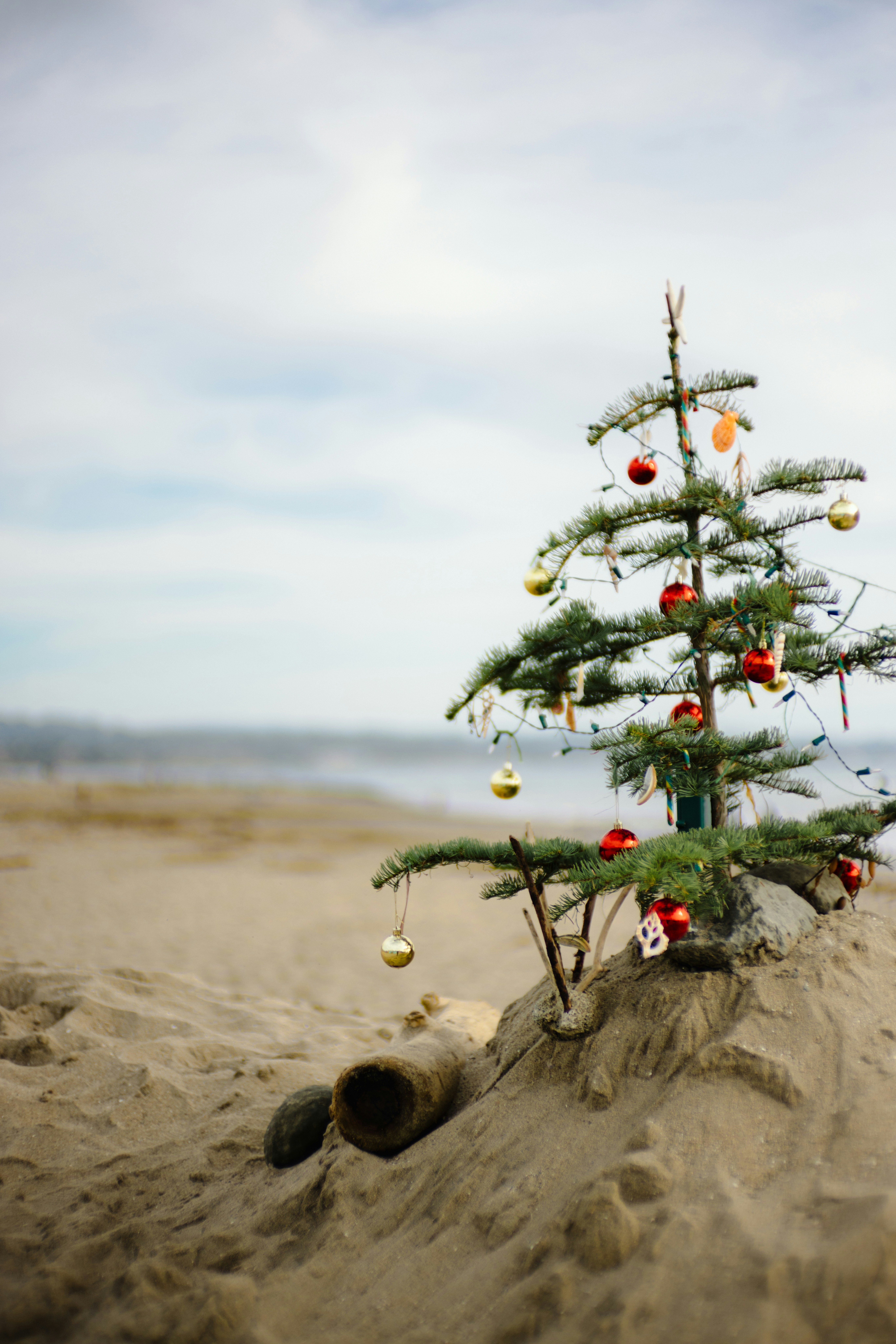 Festive Tree on the Windswept Beach