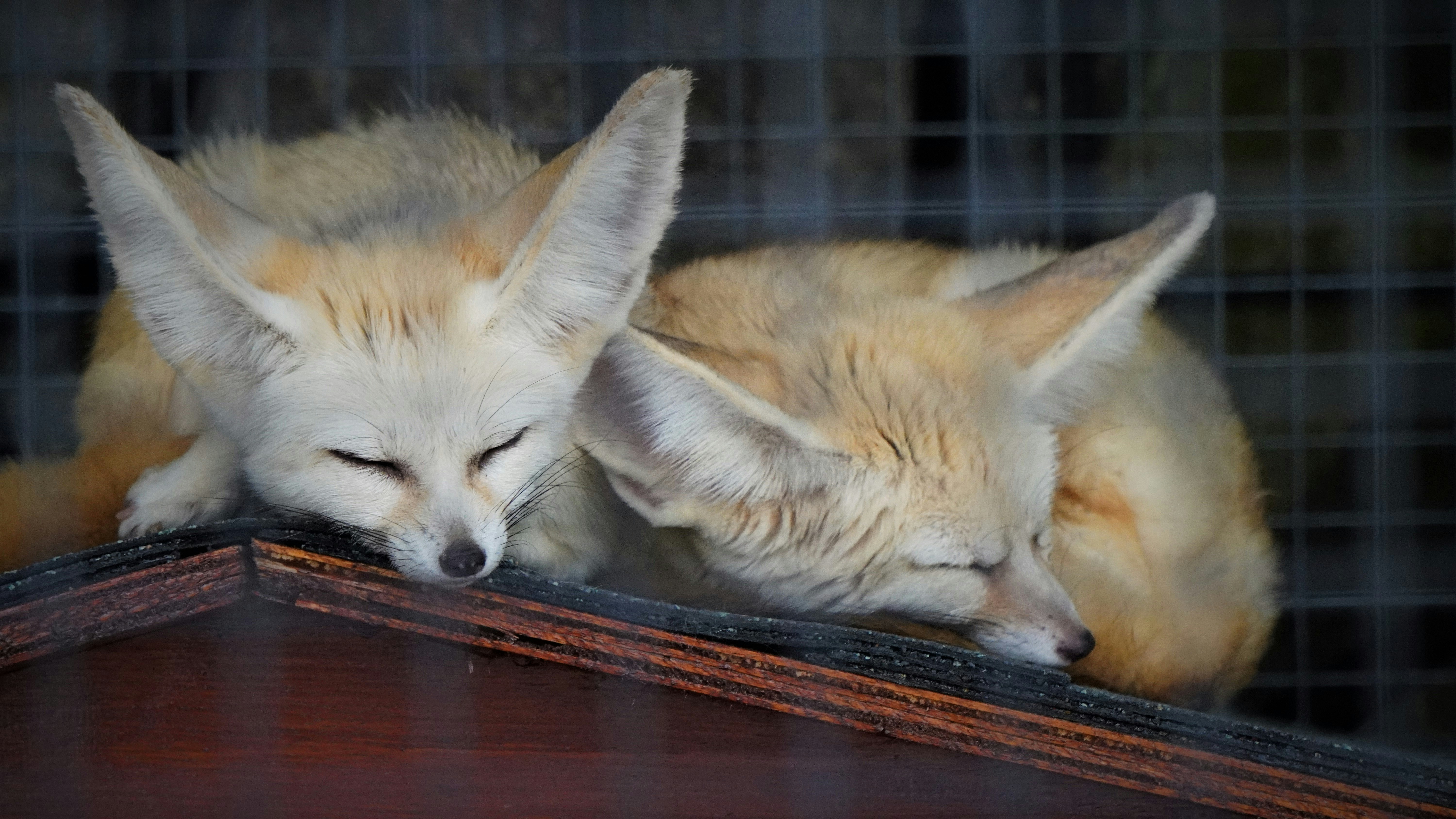 Rooftop Slumber: Twin Red Foxes Rest Under a Wire Veil