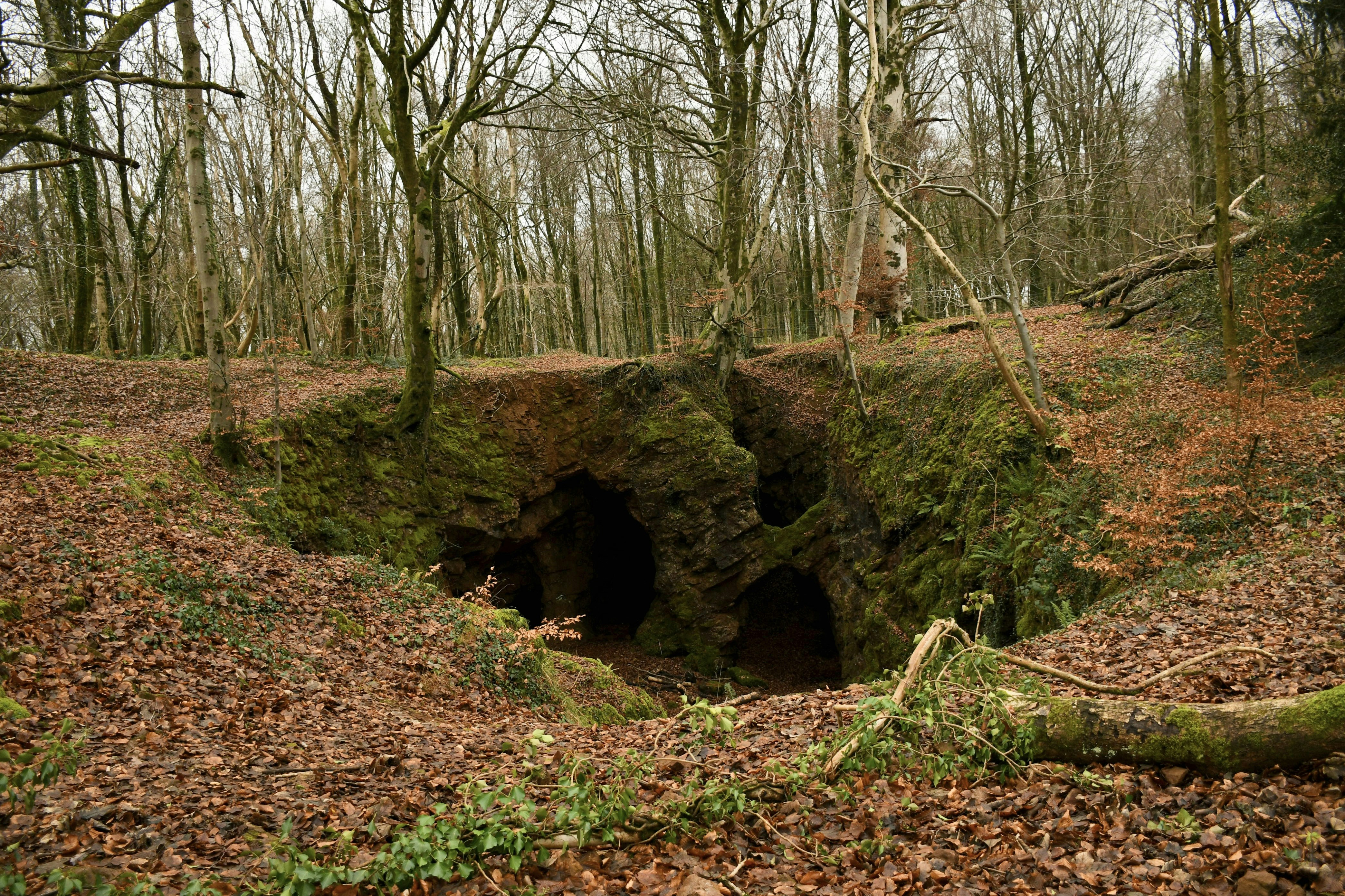 A cave in the middle of a wooded area photo – Free Forest Image on Unsplash