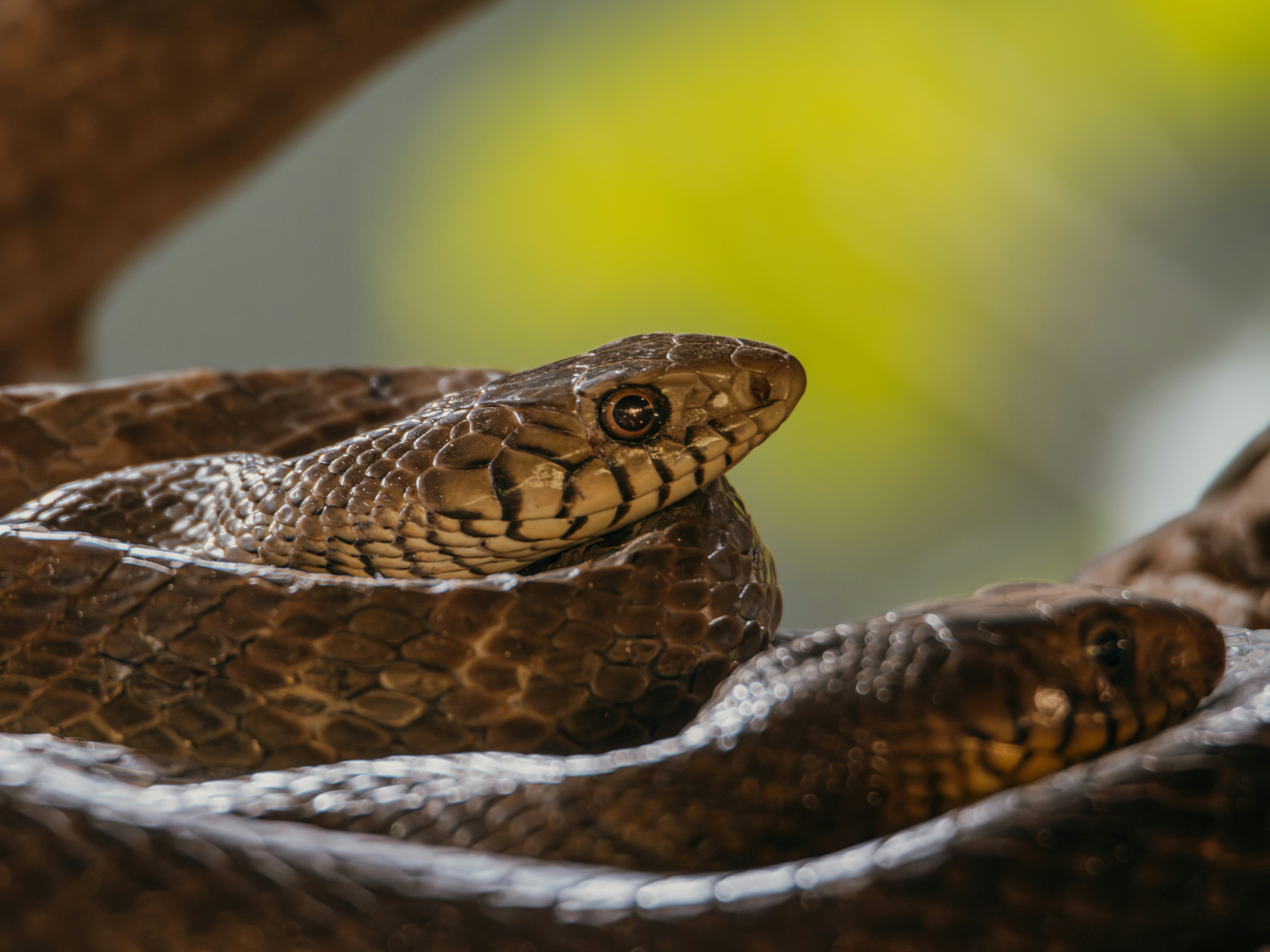 Close-up of a snake coiled on a branch, showcasing its intricate scales and sharp gaze against a blurred green background.