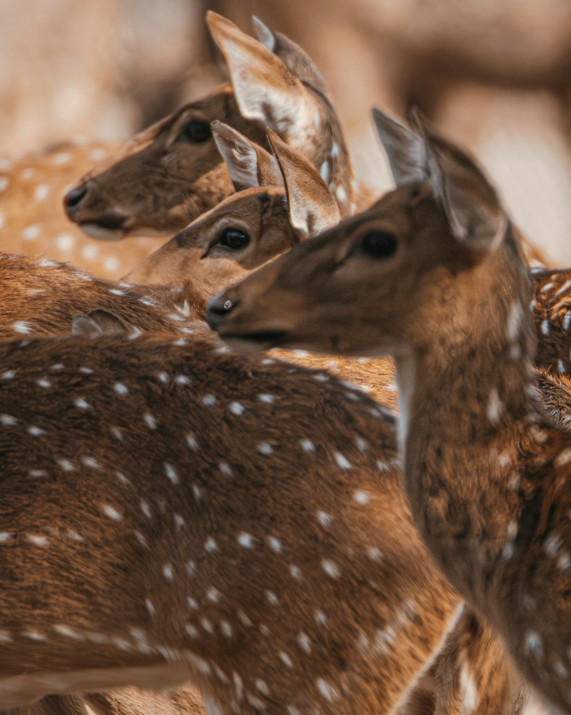 A group of deer standing next to each other photo – Free Deer Image on ...