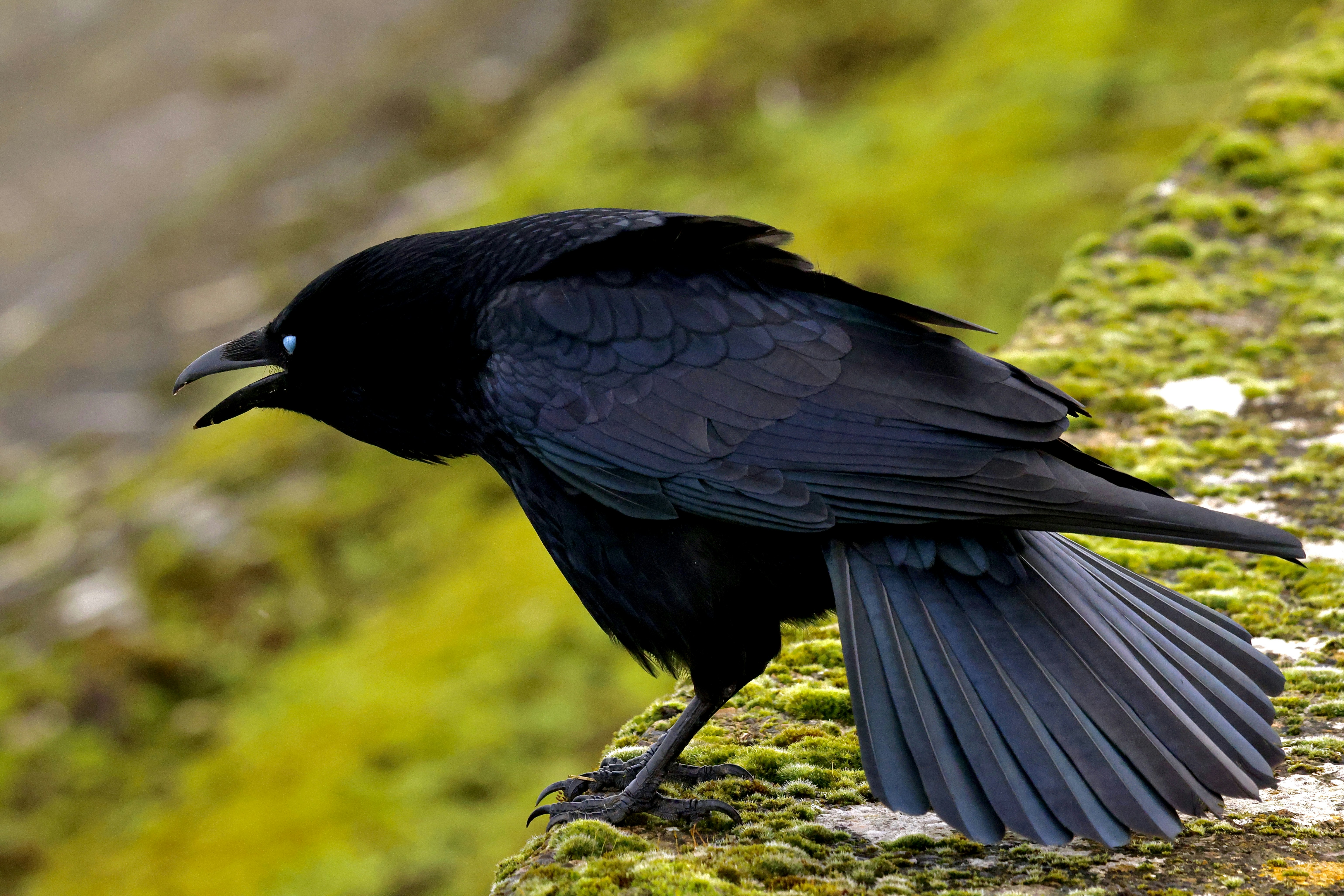 a black bird sitting on top of a moss covered wallJames Wainscoat
