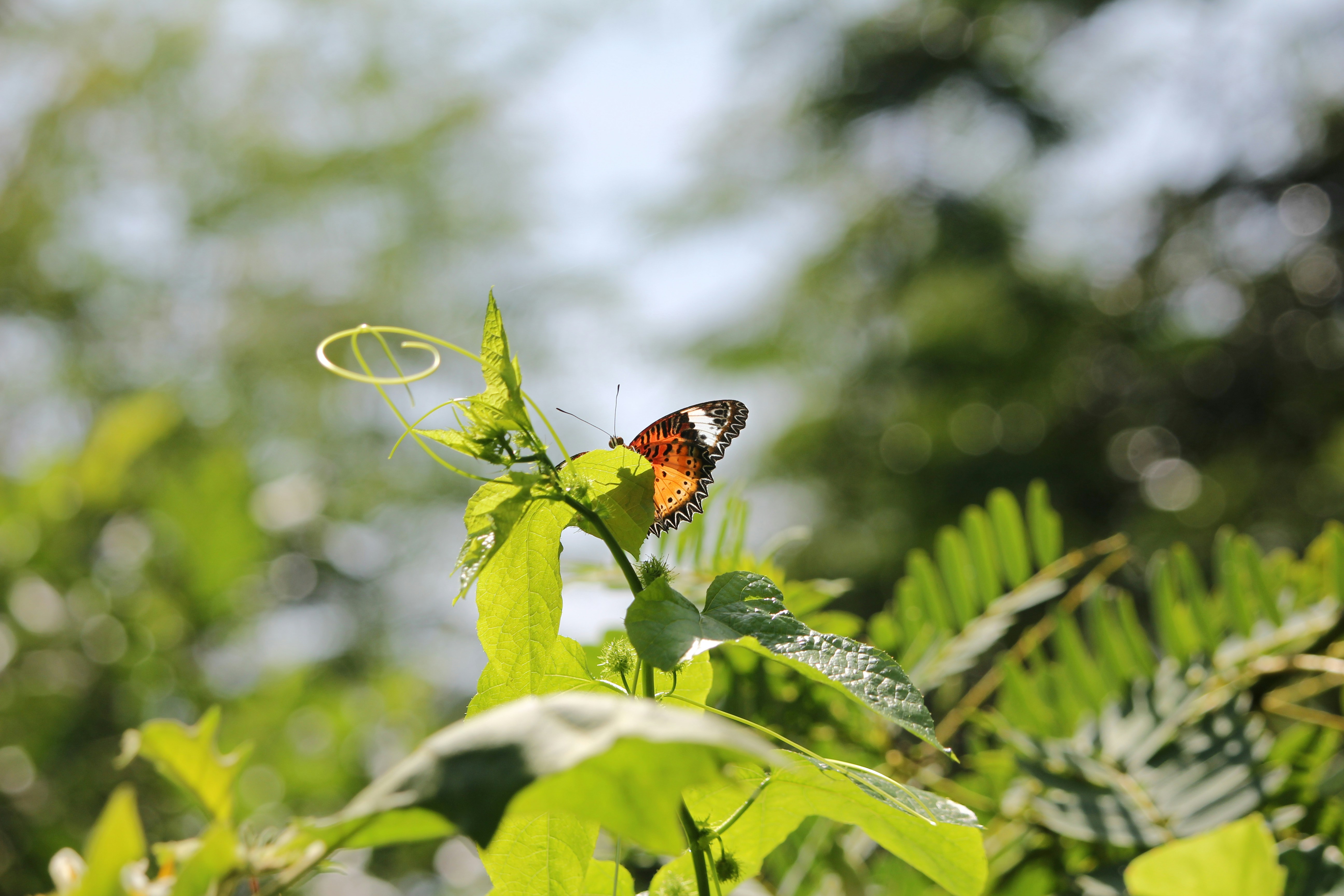 Butterfly Images Pictures | Download Free Images on Unsplash