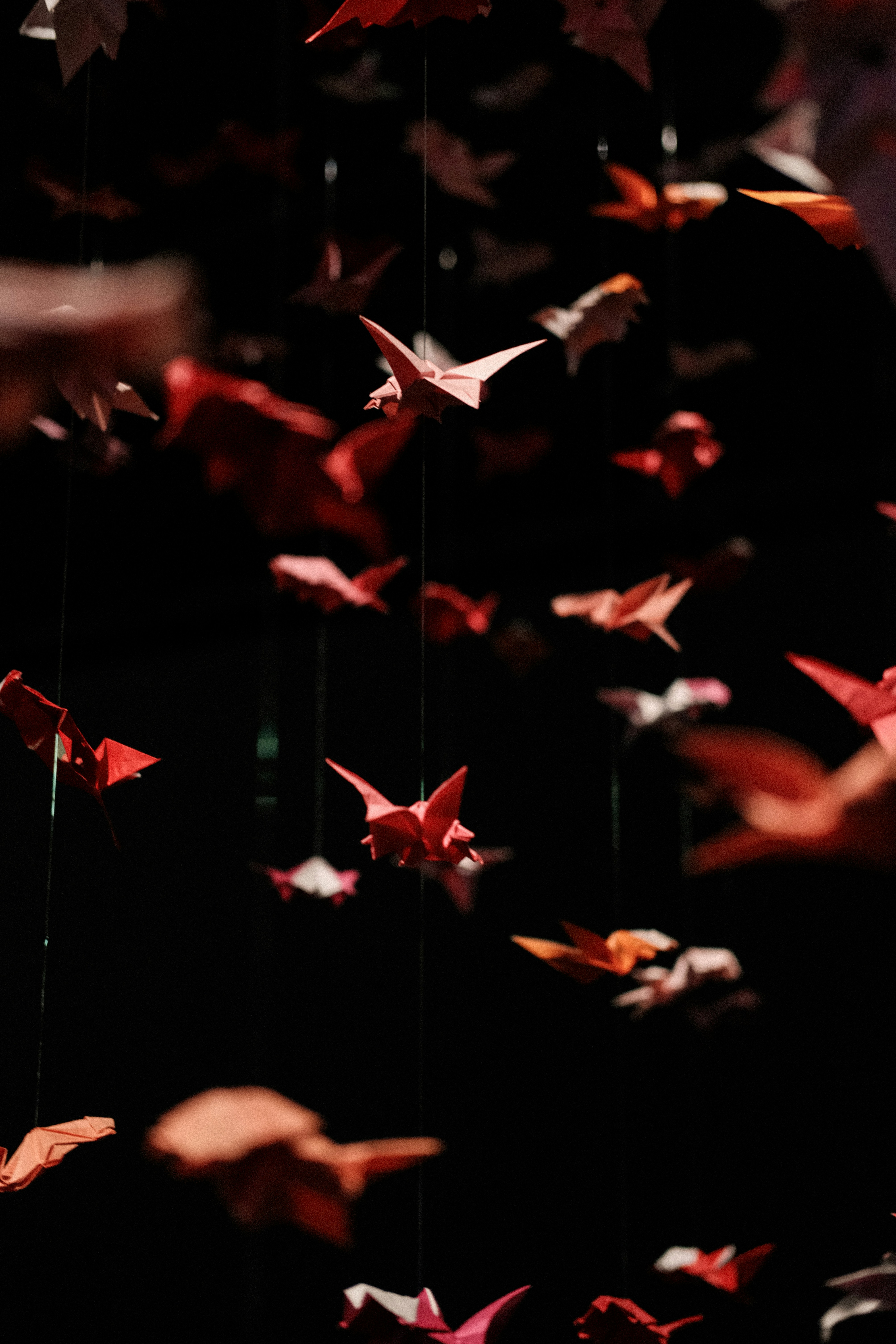 Floating Forest of Origami: Red Cranes in Dark Velvet