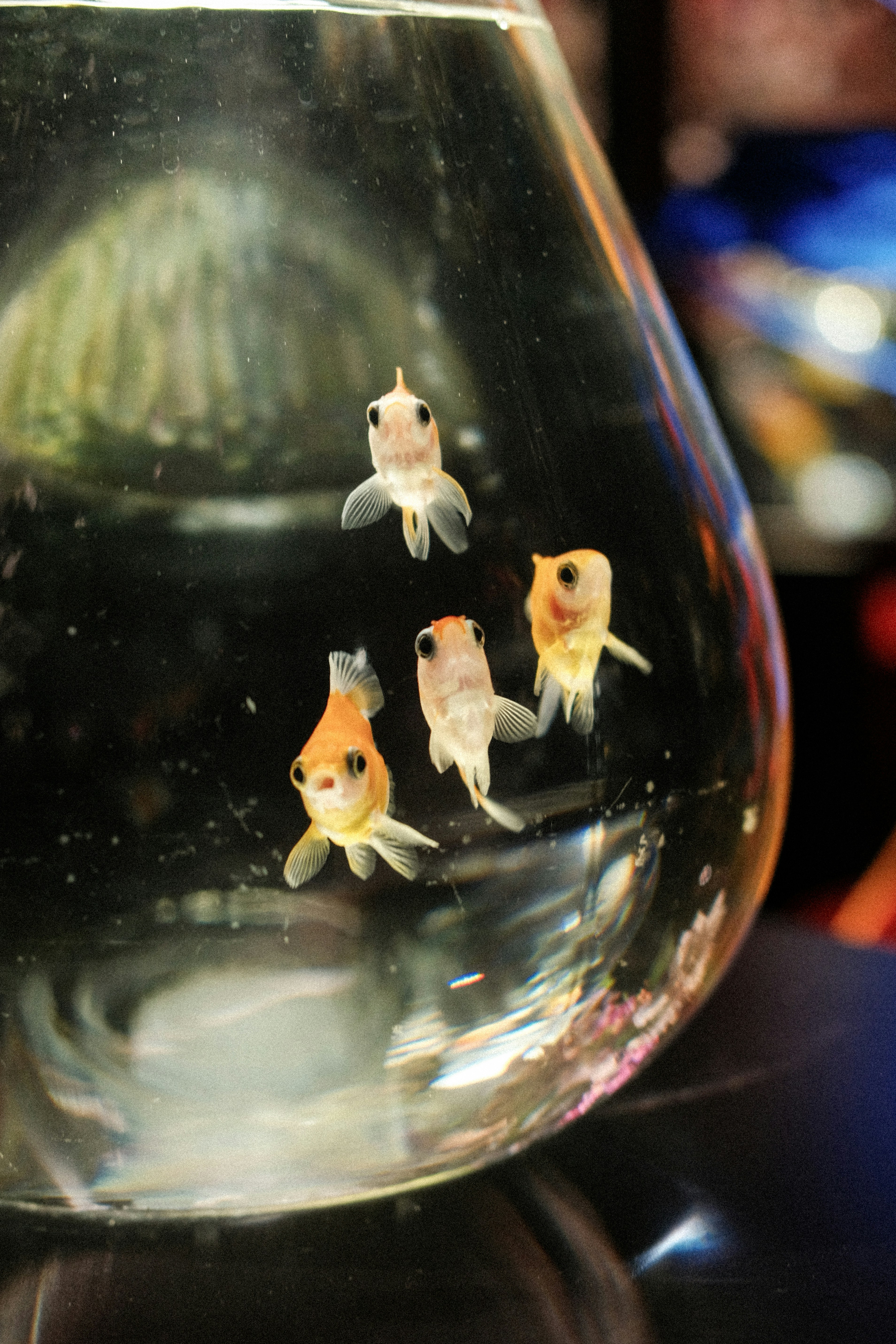 Parade of Tiny Goldfish in a Curved Glass Bowl