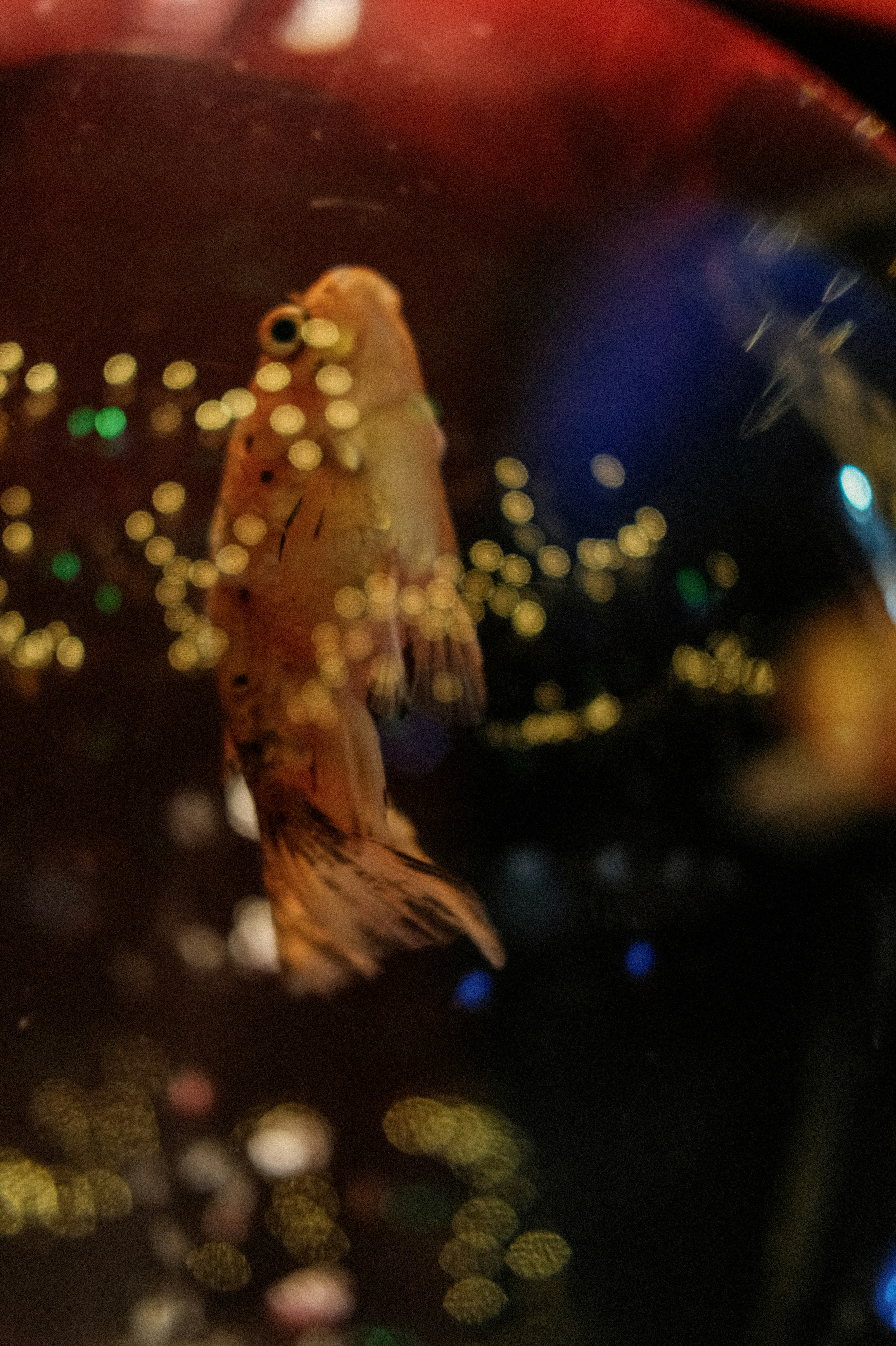 City-Bokeh Goldfish: Quiet Moment in a Glass Bowl