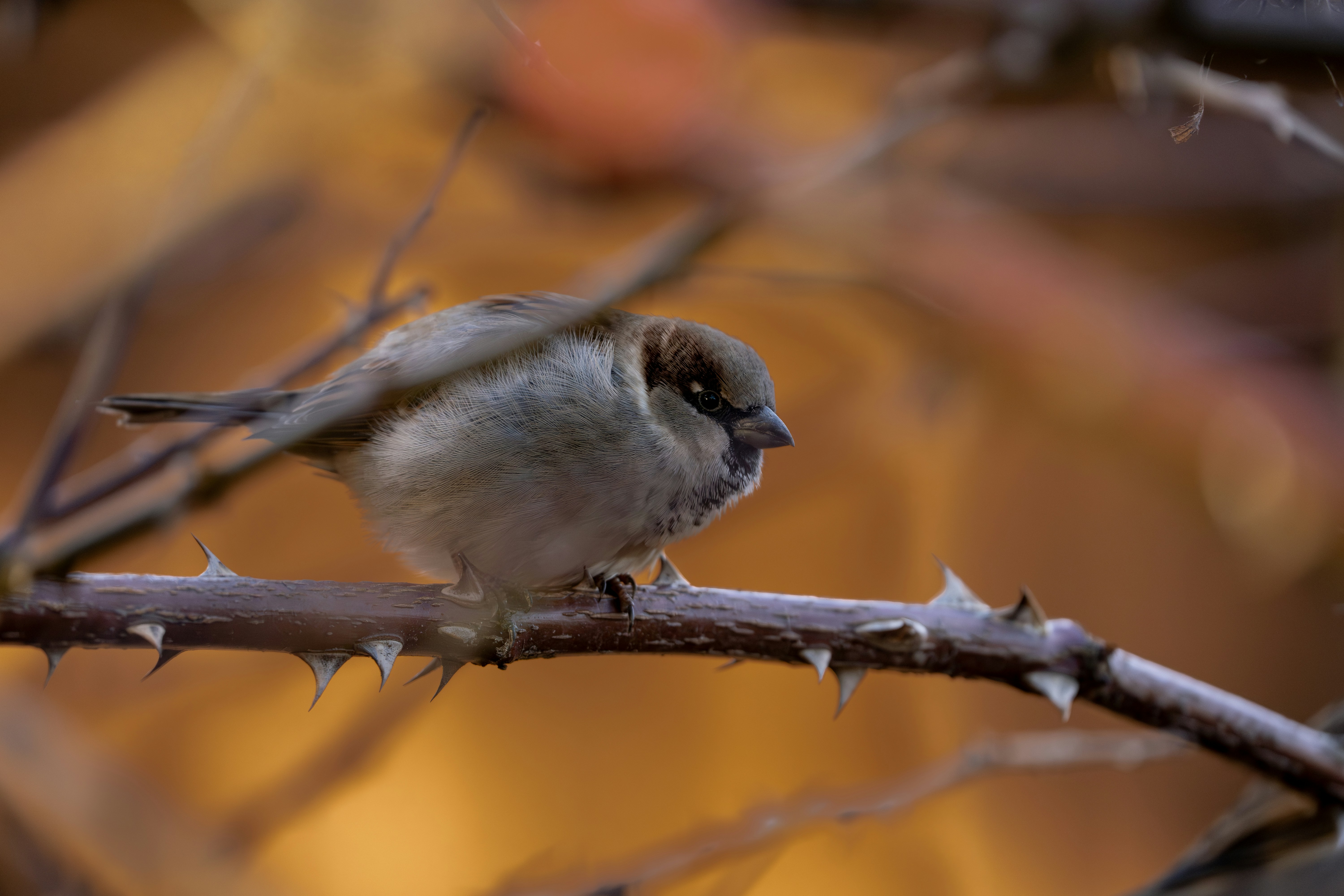 Autumn Ember: A Sparrow Amid Thorned Limbs