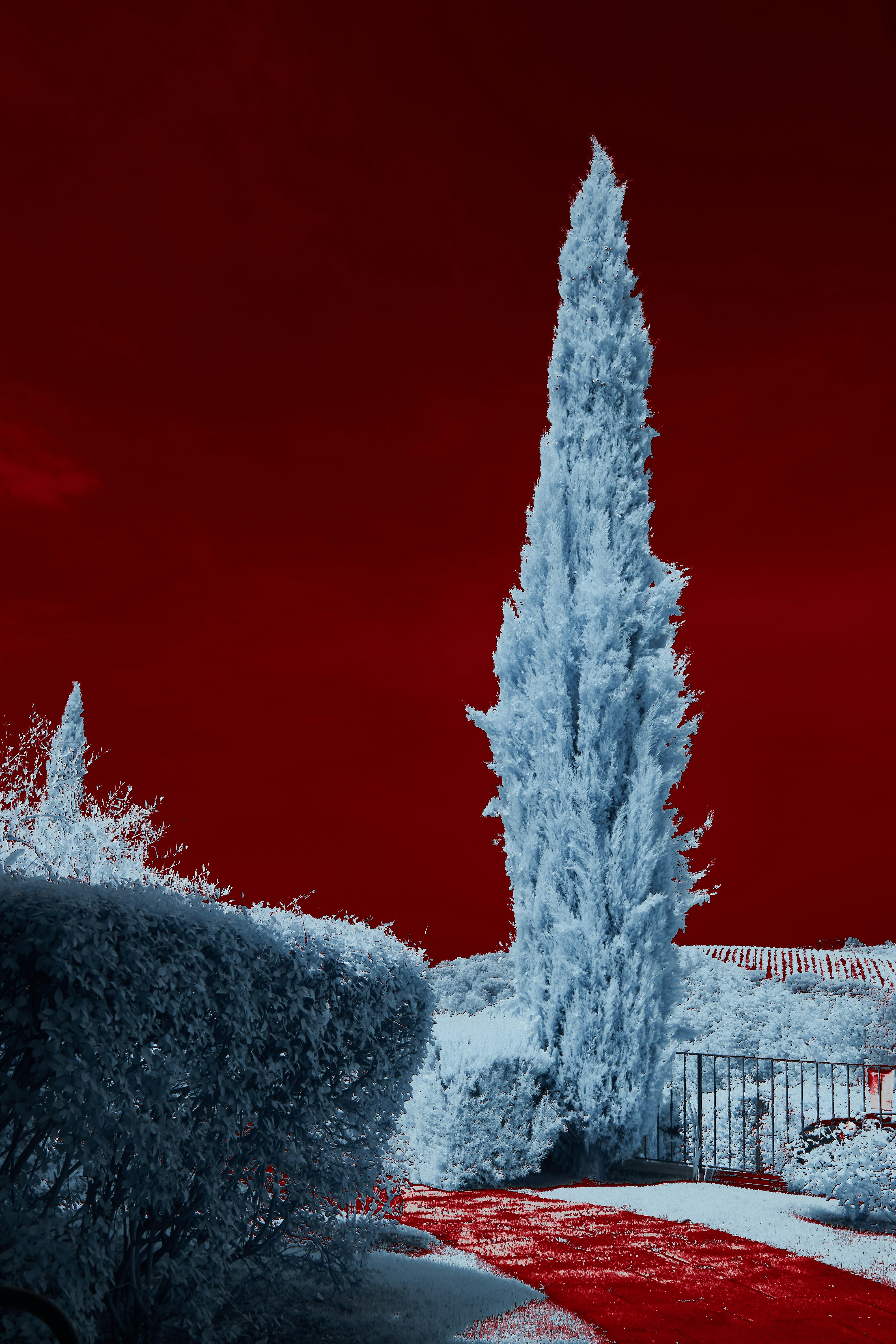 Un très grand arbre au milieu d’un ciel rouge photo – Photo ...