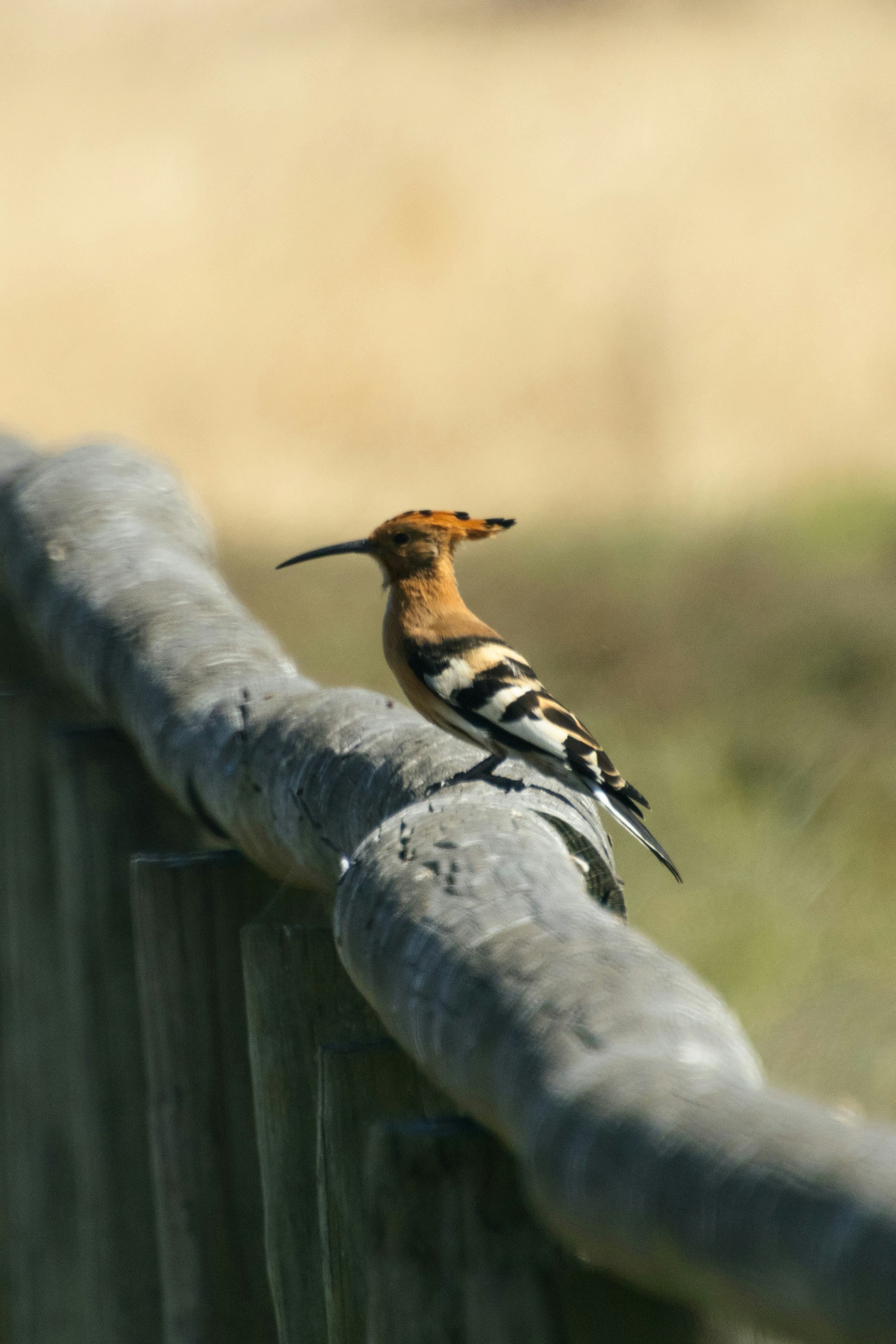 Hoopoe on a Weathered Rail: Saffron Light Illuminates a Curved Beak