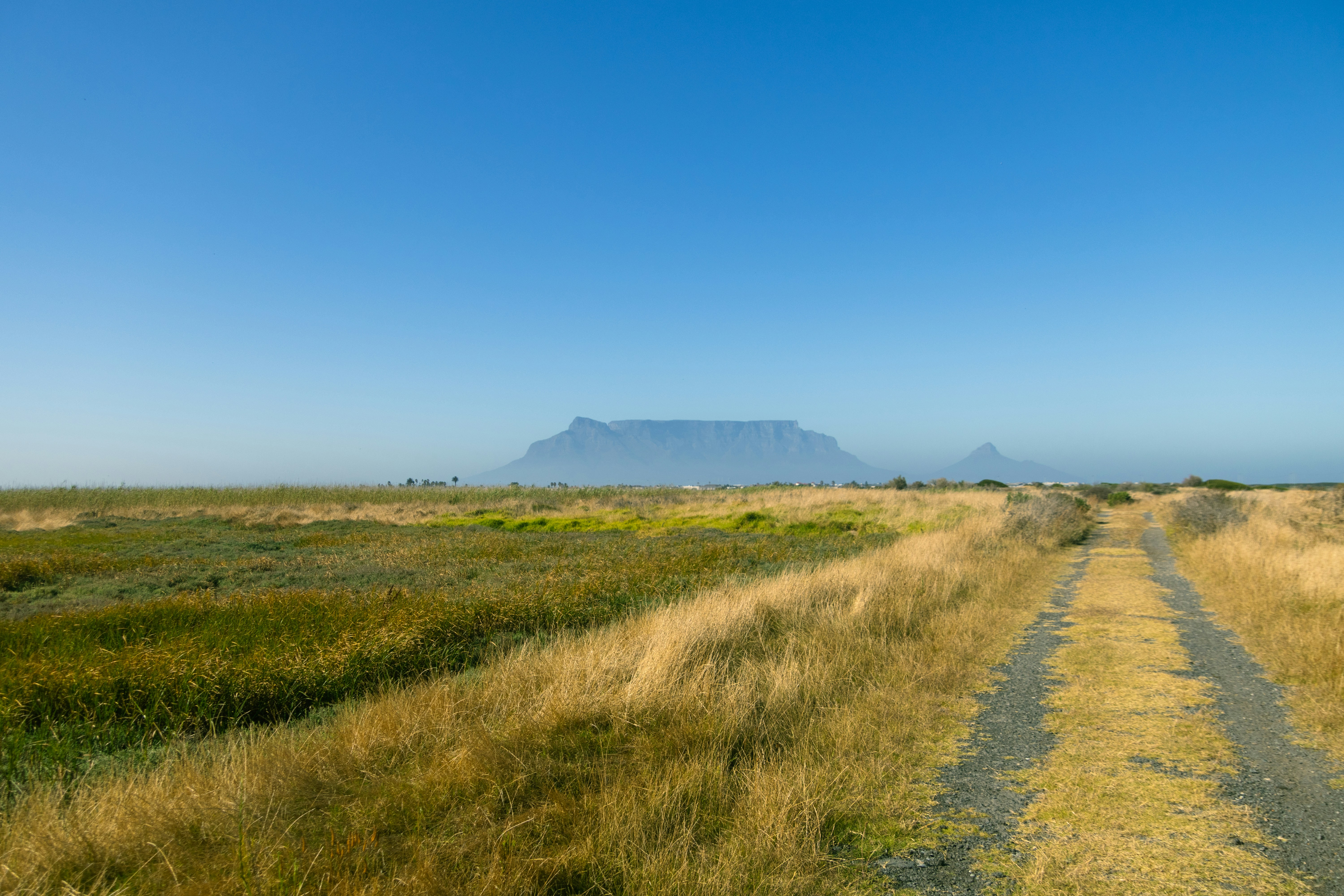 A winding gravel path leads through golden grasses toward the distant silhouette of Table Mountain under a clear blue sky.