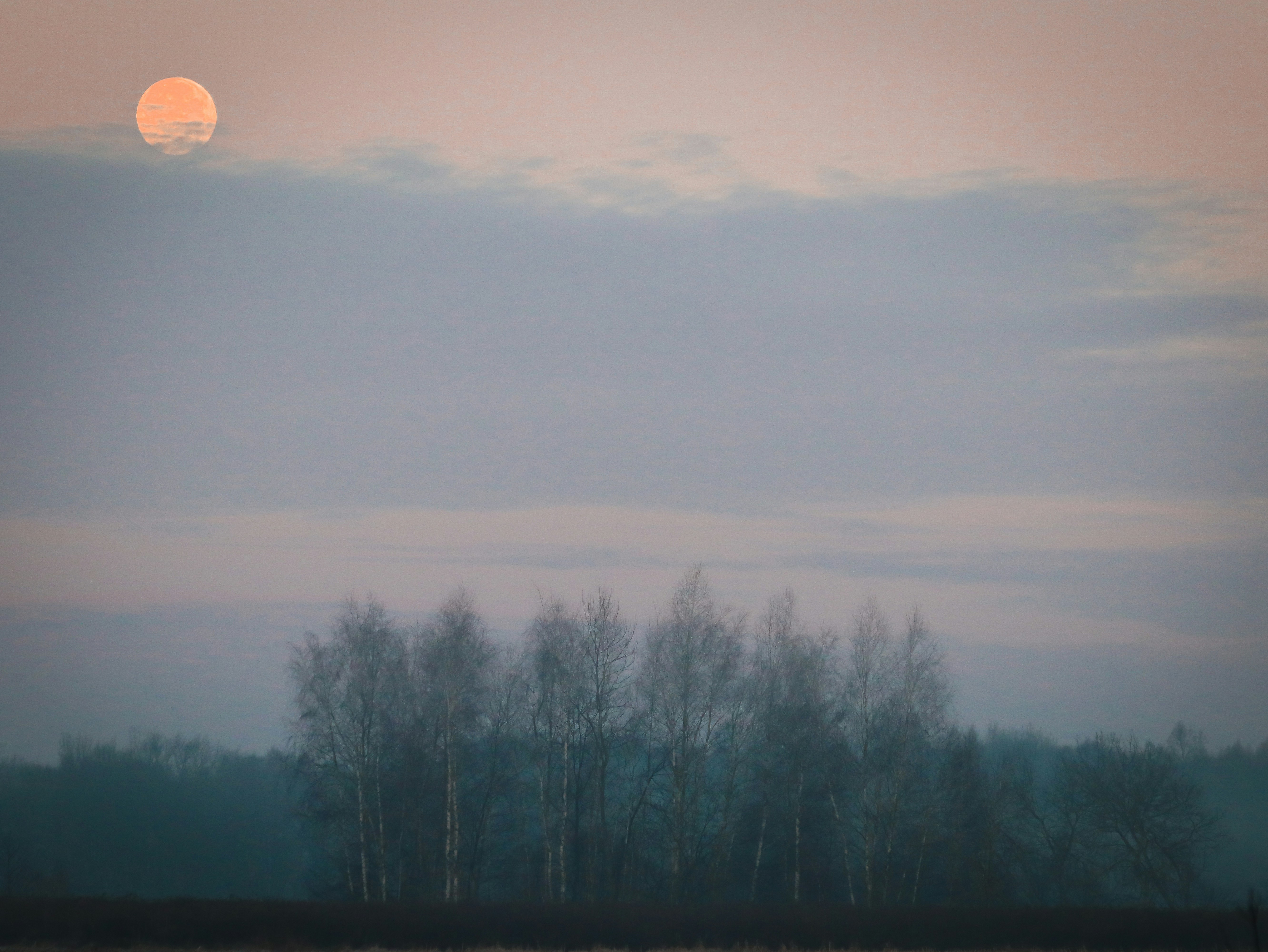 A full moon rising over a forest of trees photo – Free Forest Image on ...