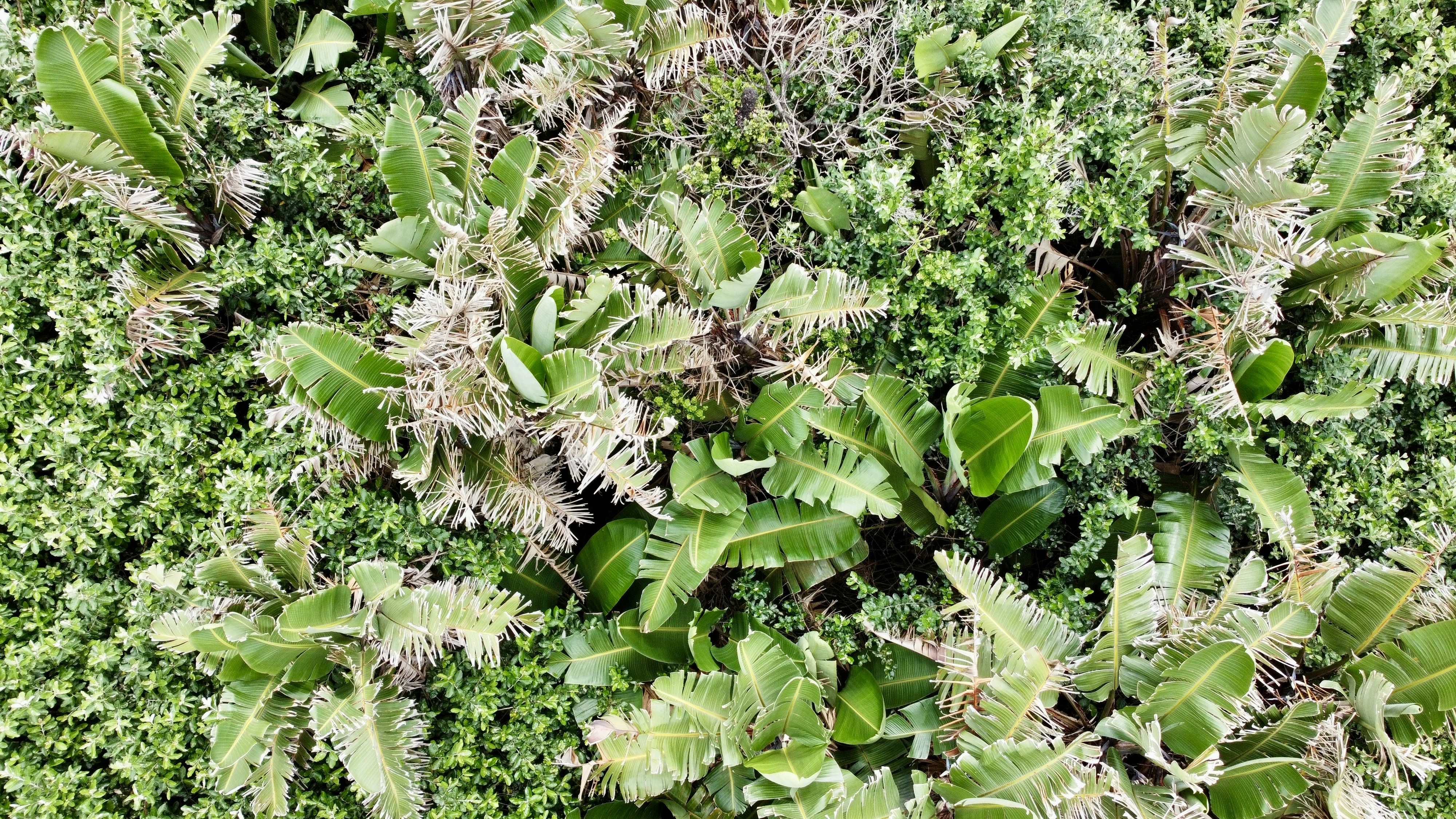 Emerald Lattice: A Top-Down Portrait of Dense Tropical Foliage