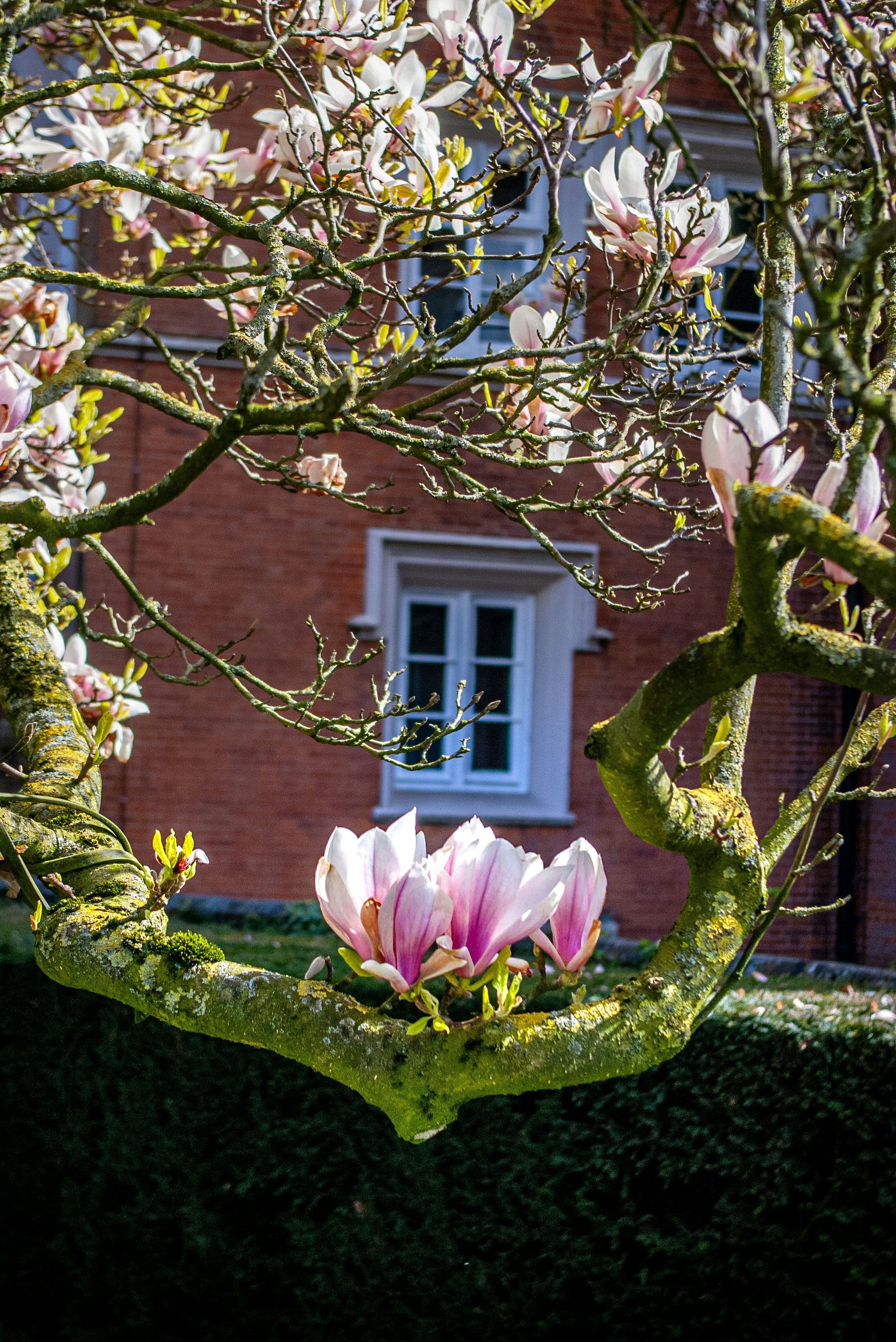 A tree branch with a pink flower in front of a building photo – Free ...