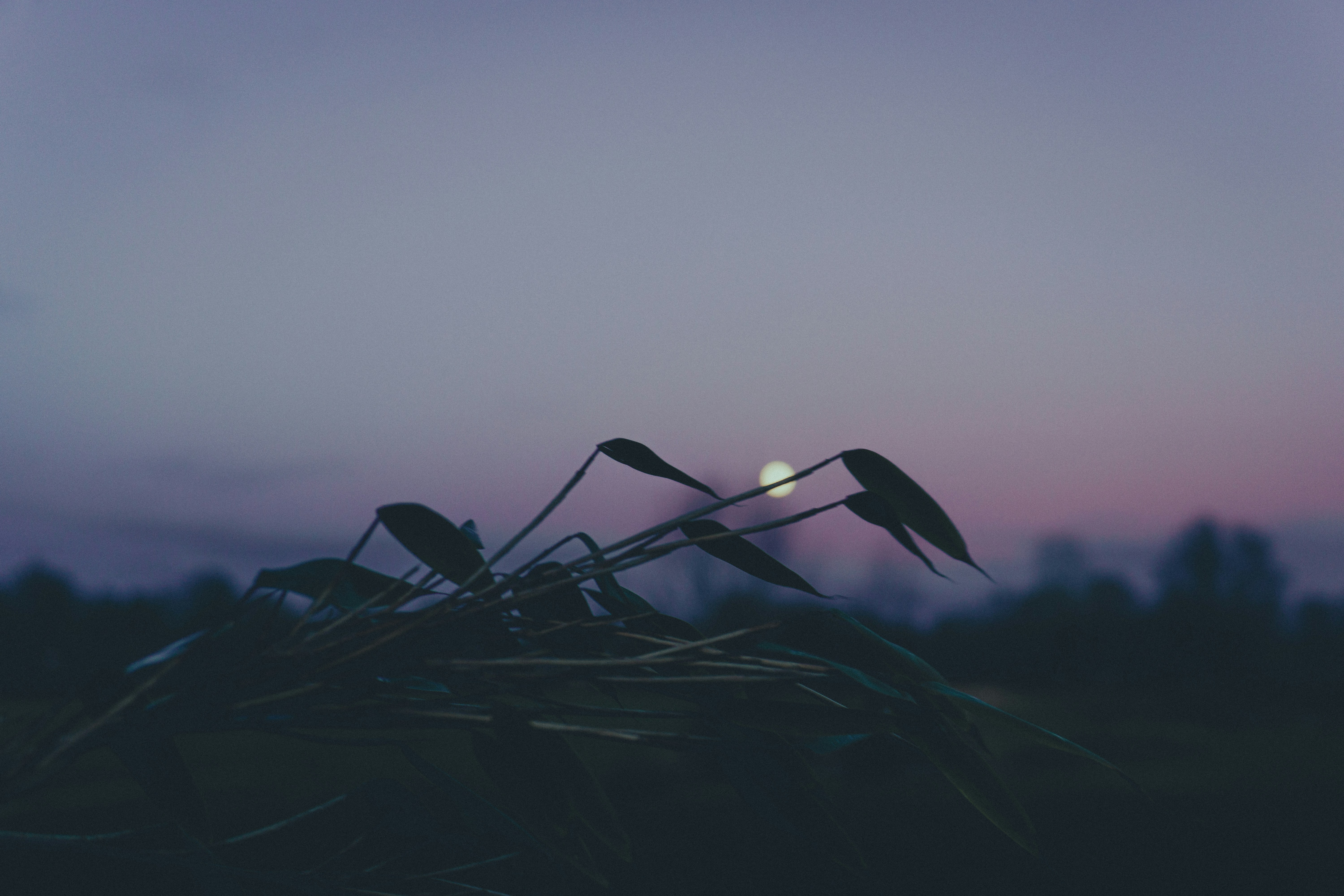 In this tranquil twilight composition, the gentle silhouette of slender leaves gracefully frames the soft luminescence of the moon. The subtle interplay of natural elements under the fading light of dusk creates a serene and contemplative mood. This image, with its soothing color palette of dusky purples and blues, evokes the quietude of the evening. The delicate balance between light and shadow makes it an ideal backdrop for reflective writing, meditation apps, or any project seeking a touch of evening's peaceful embrace