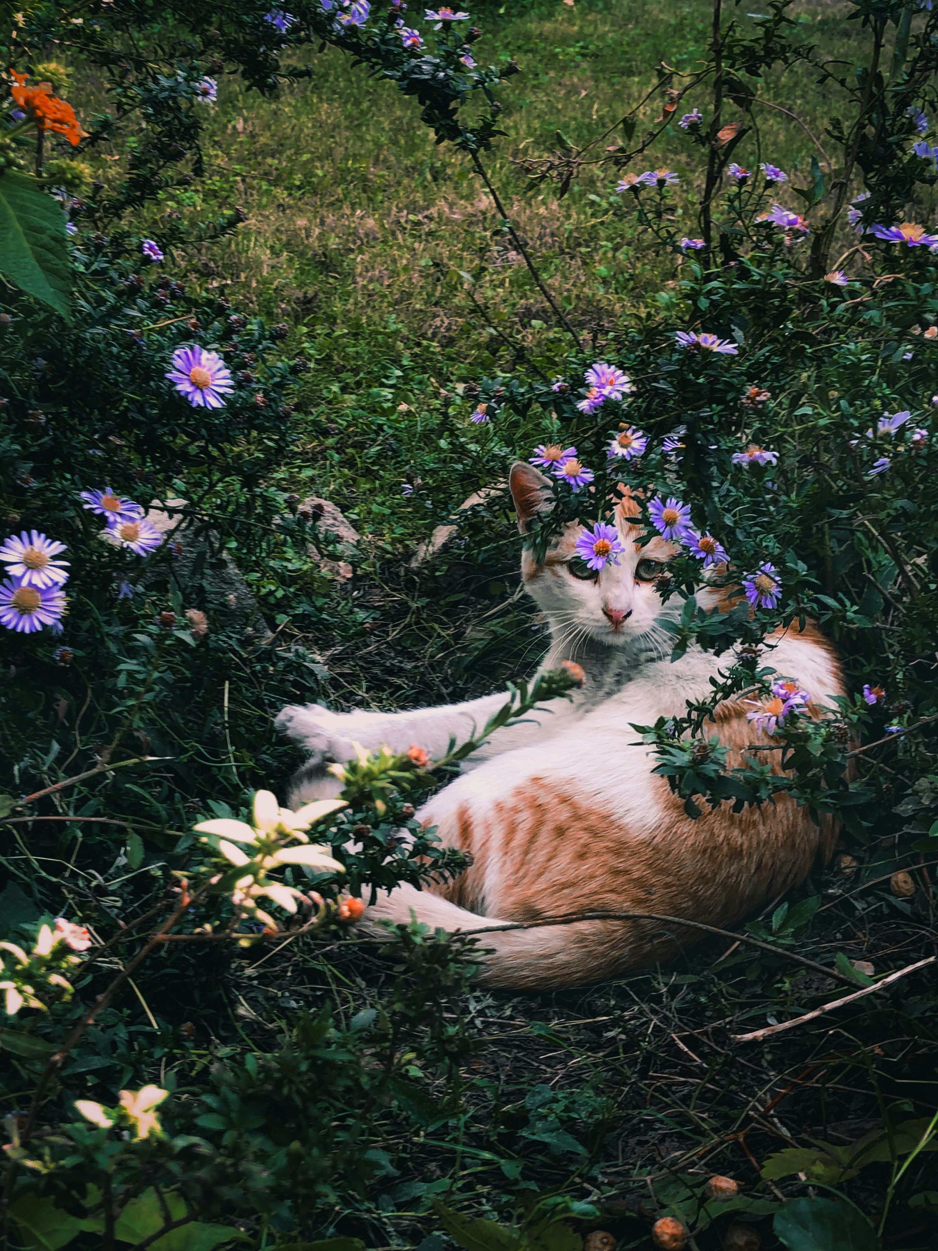 Daisy-Charmed Cat: a Quiet Moment in a Flowered Corner