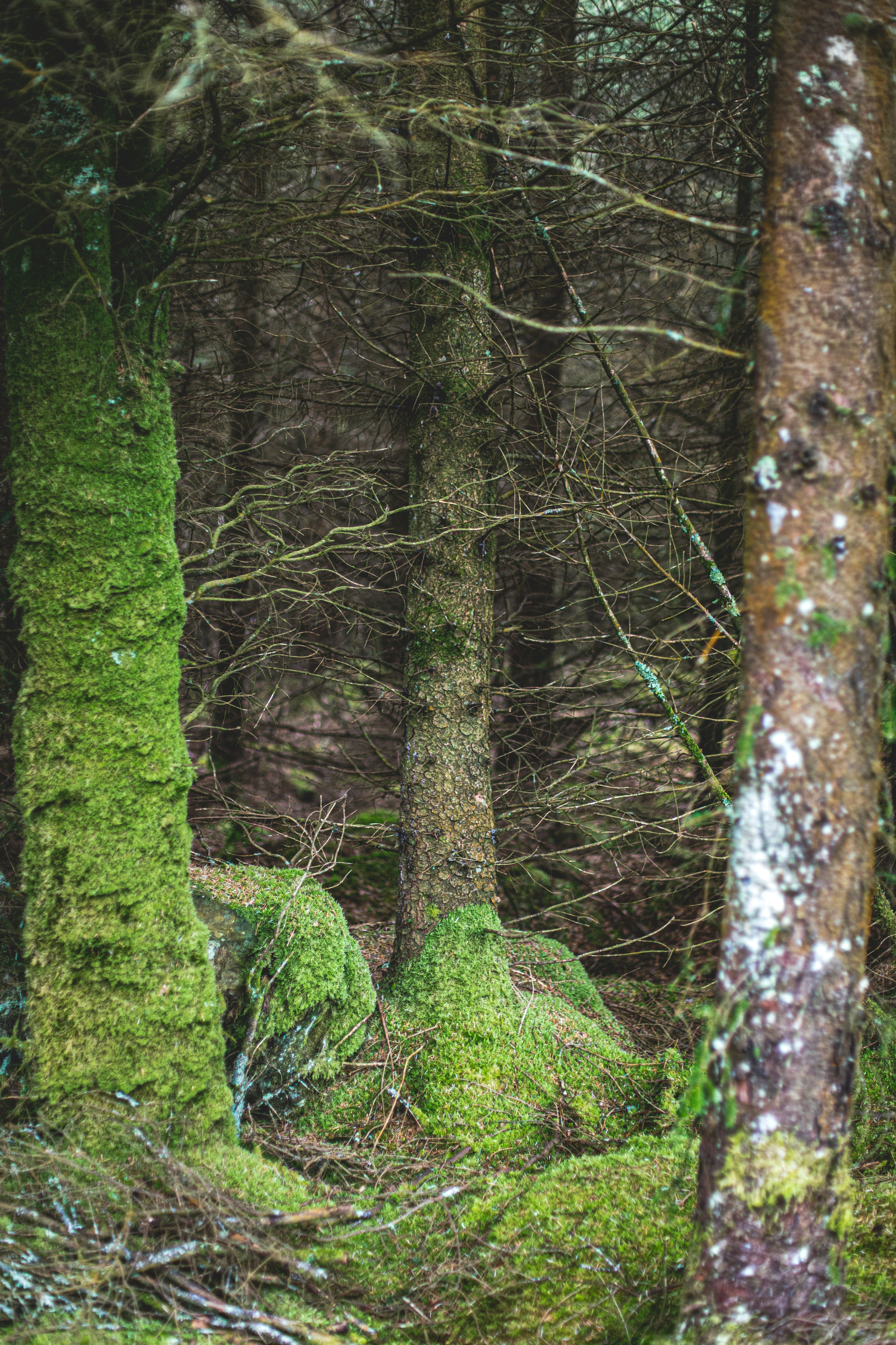 Downsizing vs. Pruning - by Hal Grotevant