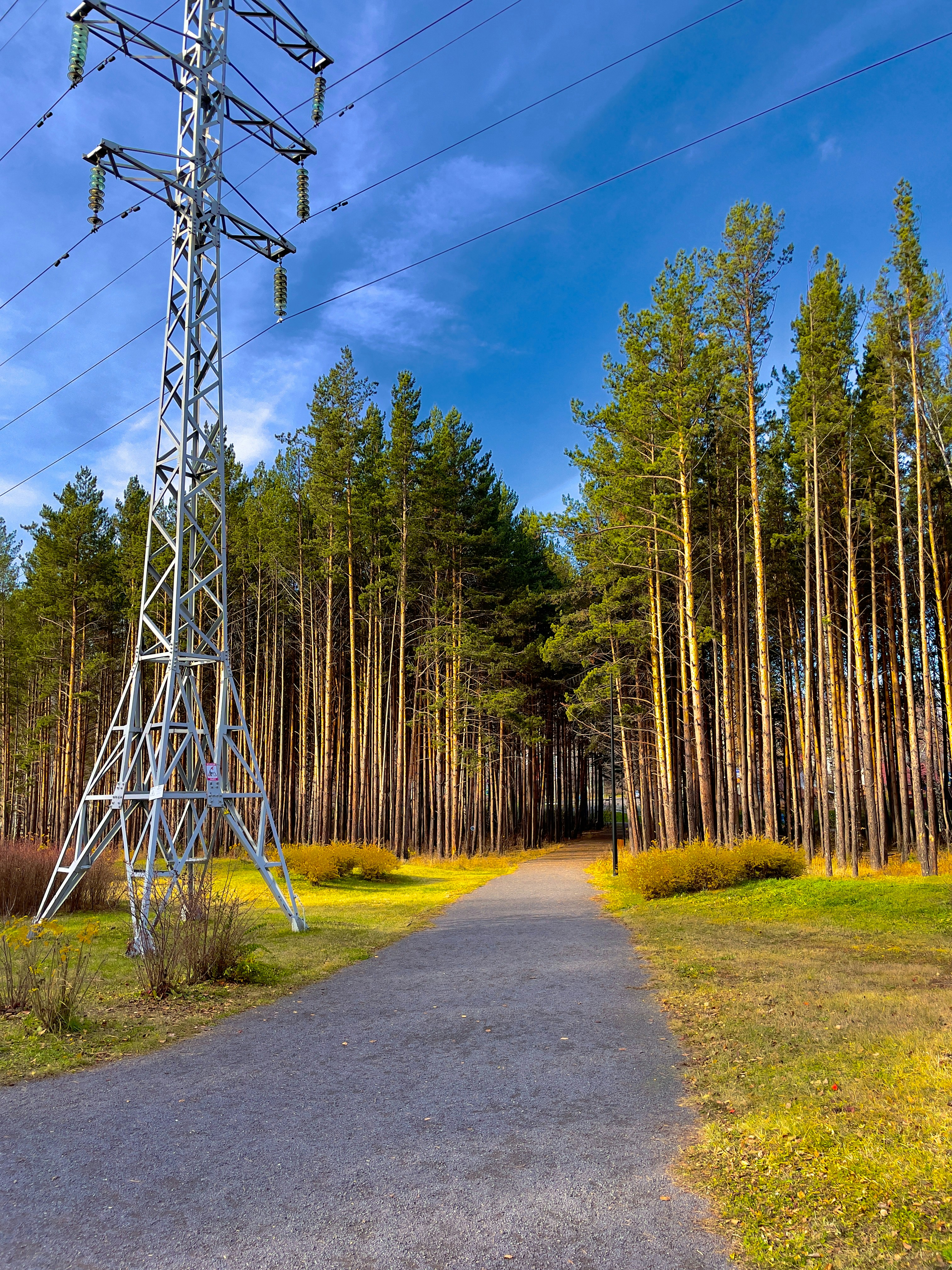 Gravel Path Through a Pines Corridor Framed by a Power Tower