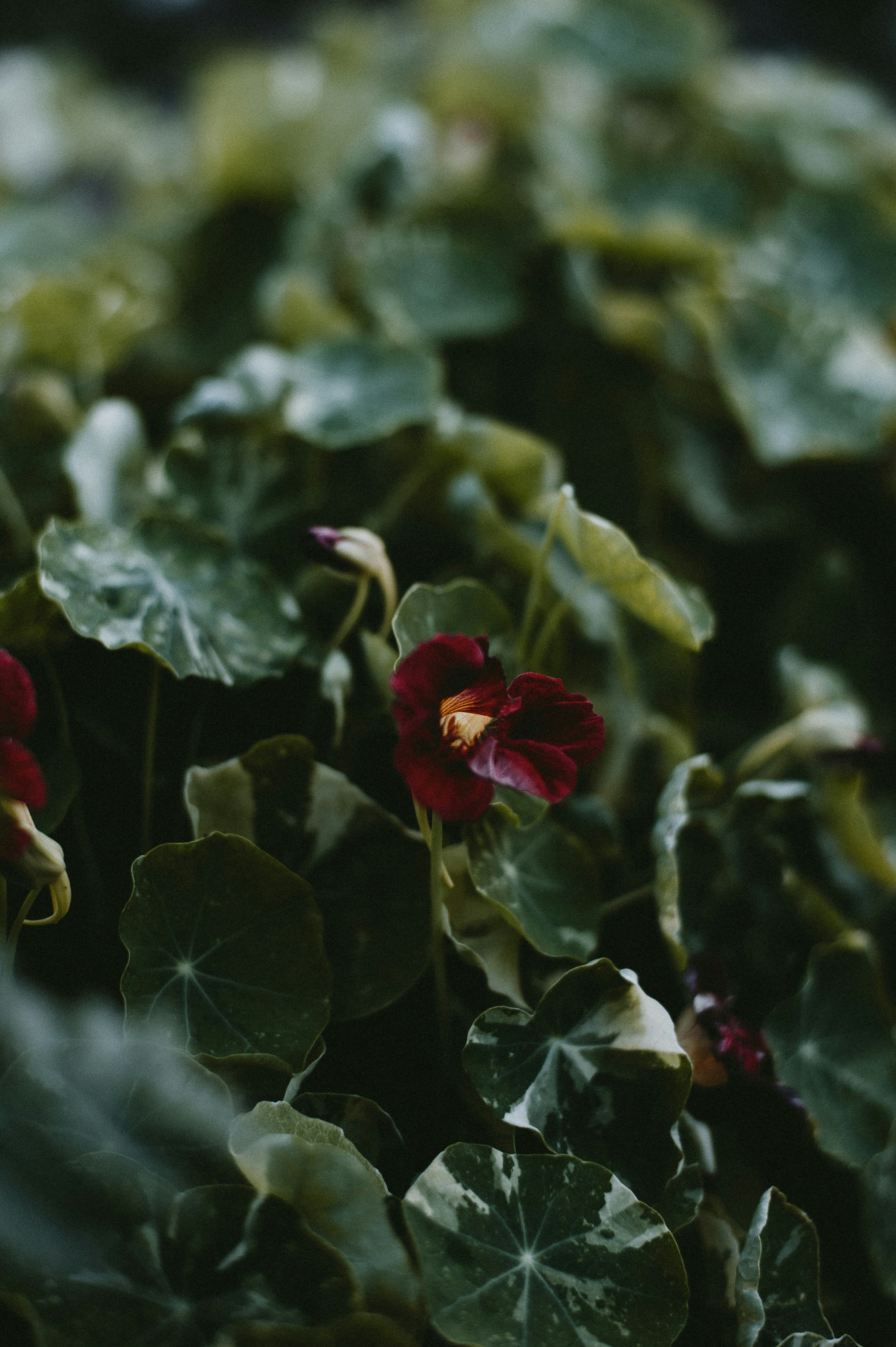 Crimson Poppy Amid Dark Green Veil