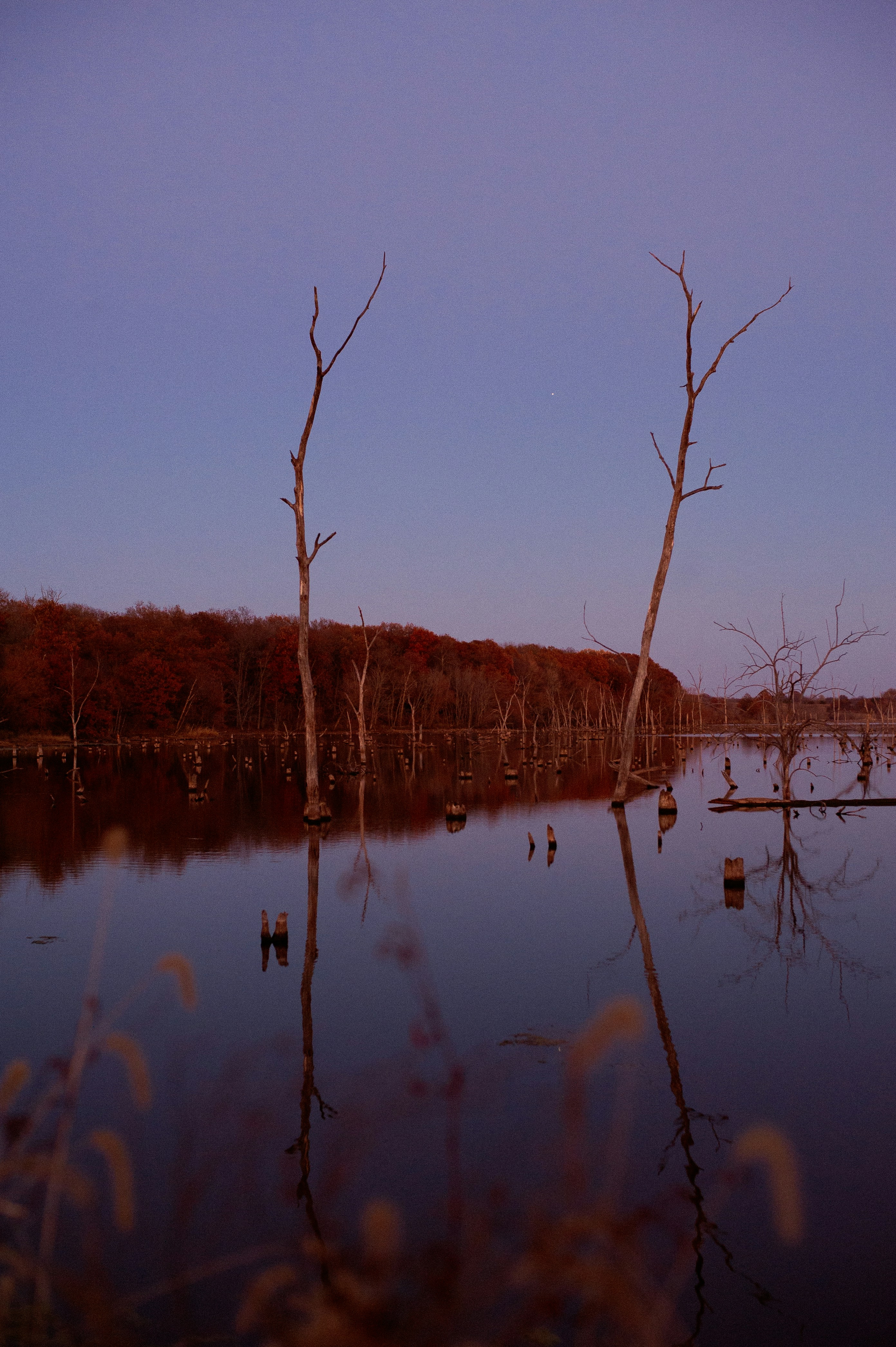 Twilight Sentinels: Dead Trees Standing in a Glassy Lake