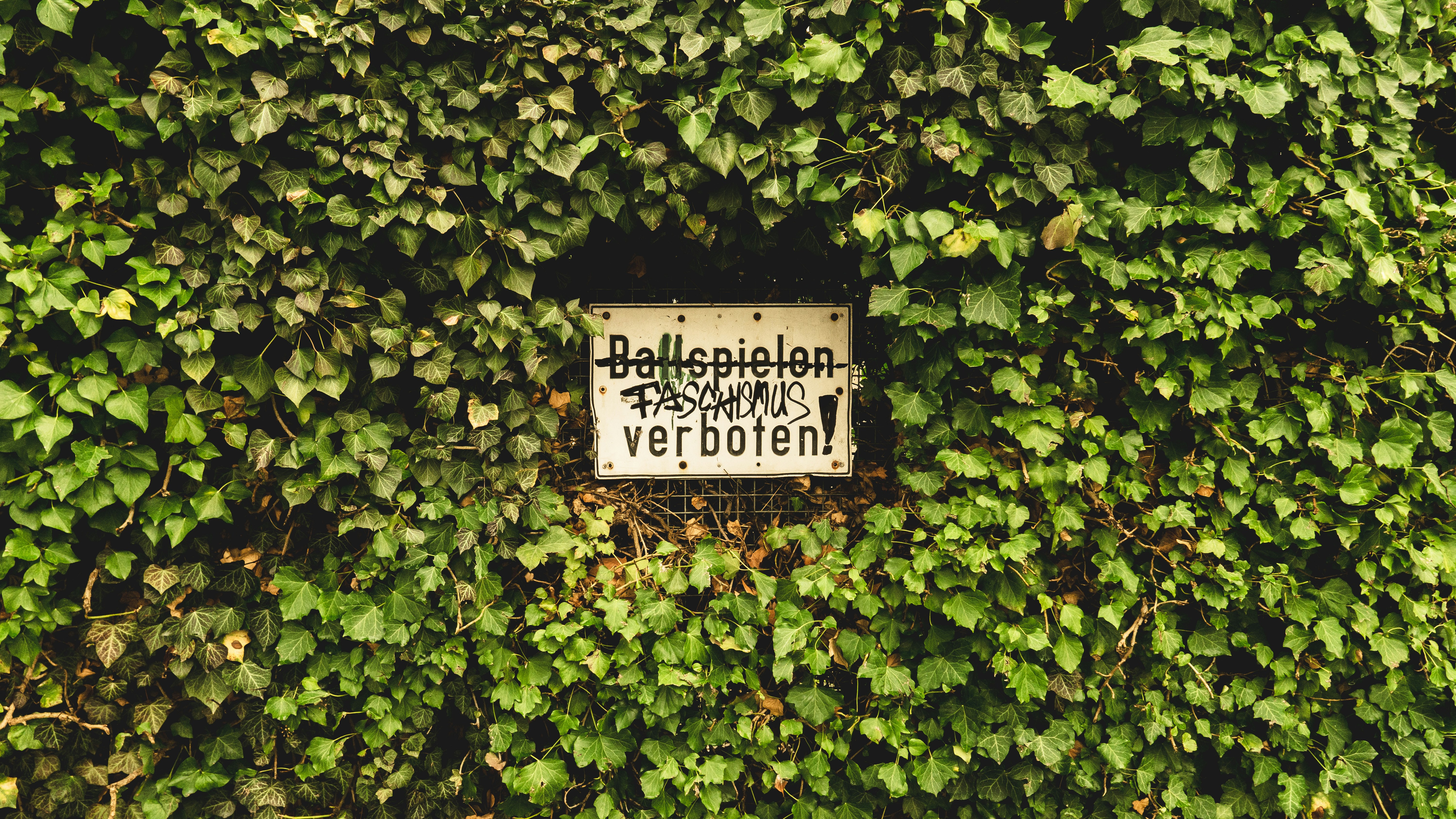 Center Sign in a Living Veil: A Small Warning on an Ivy-Covered Wall