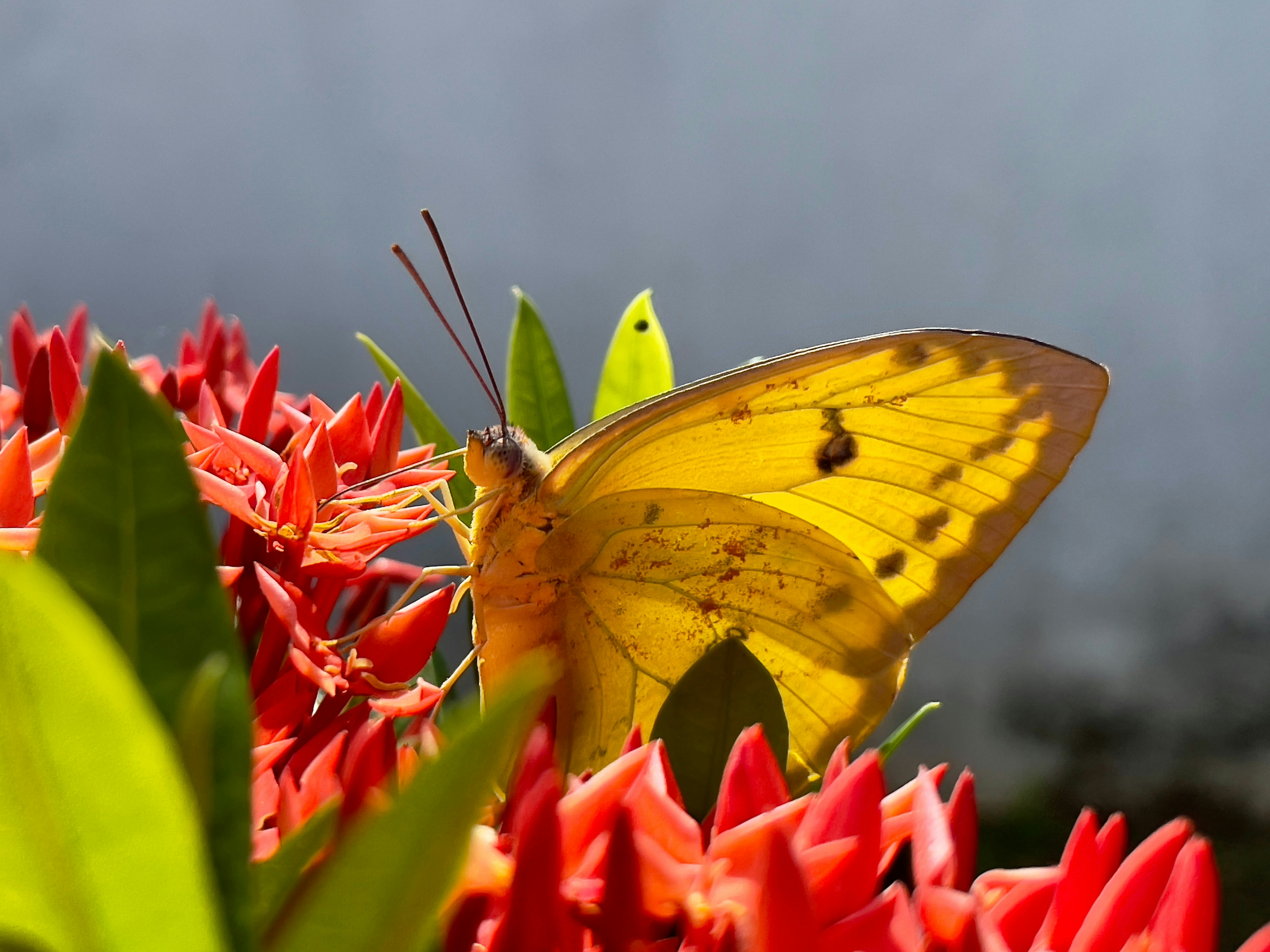Sunlit Yellow Butterfly Perched on Crimson Ixora by a Quiet Waterfront