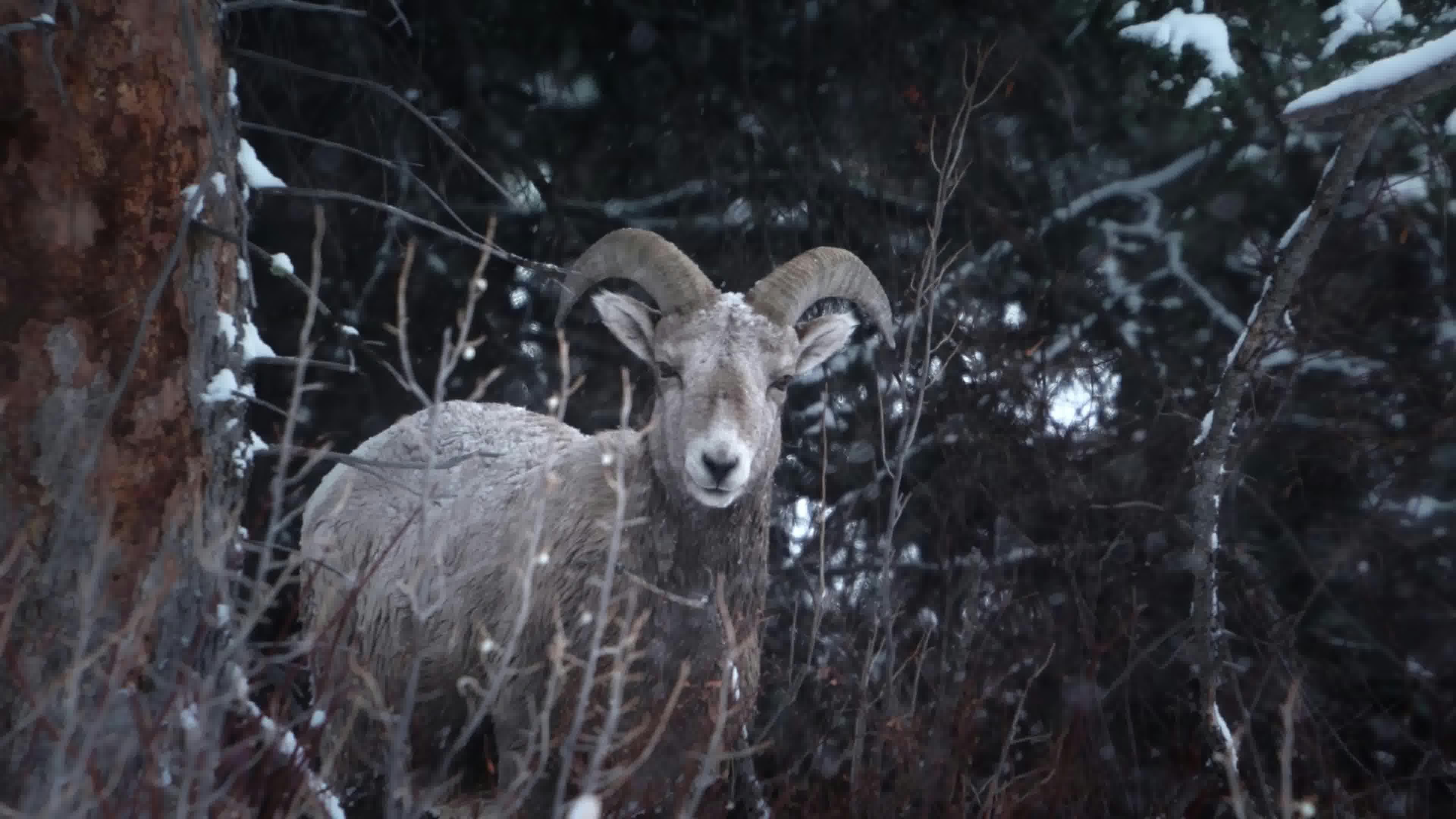 A ram is standing in a snowy forest photo – Free Animal Image on Unsplash