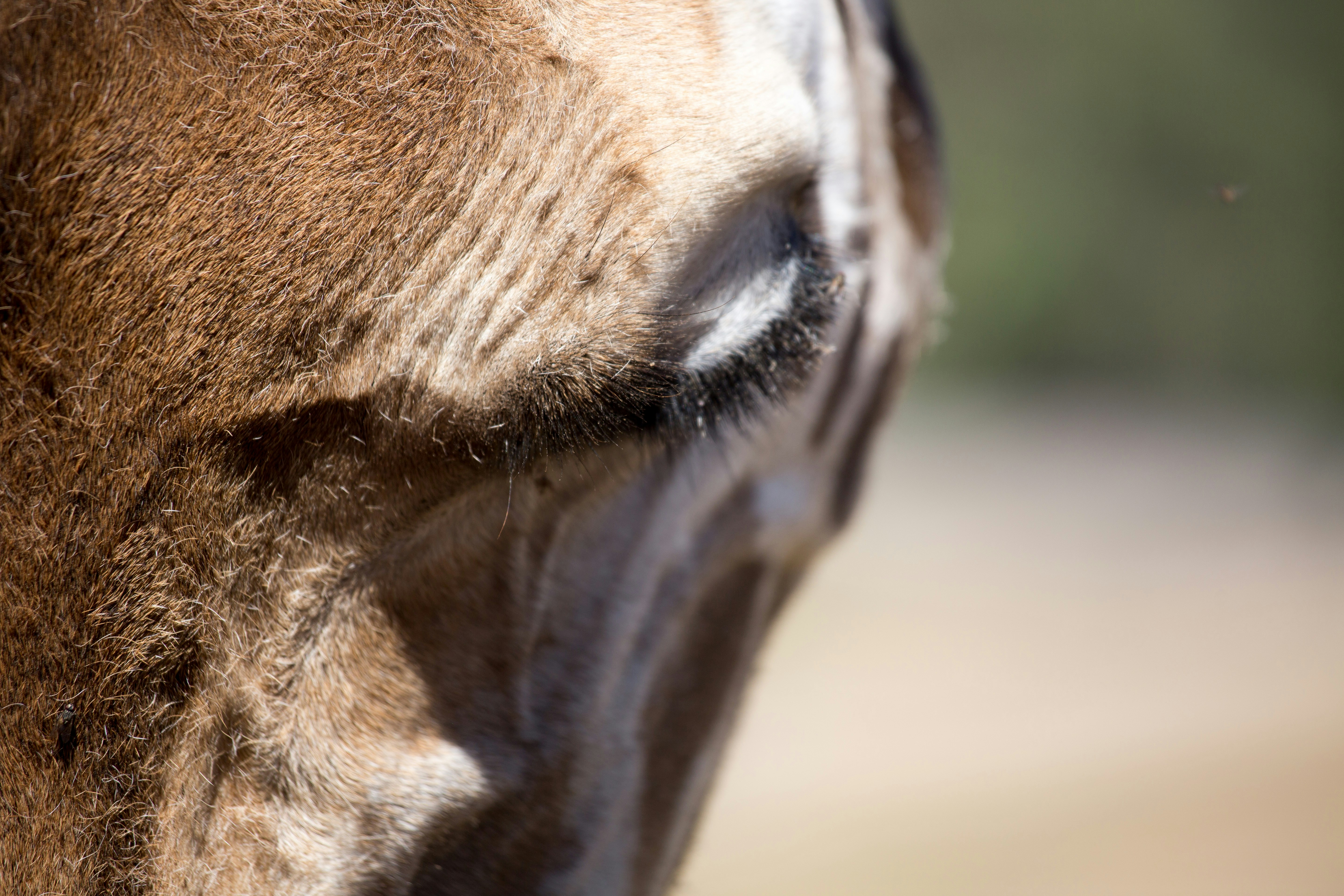 Close-up of a giraffe's eye with detailed fur textures and soft background blur.
