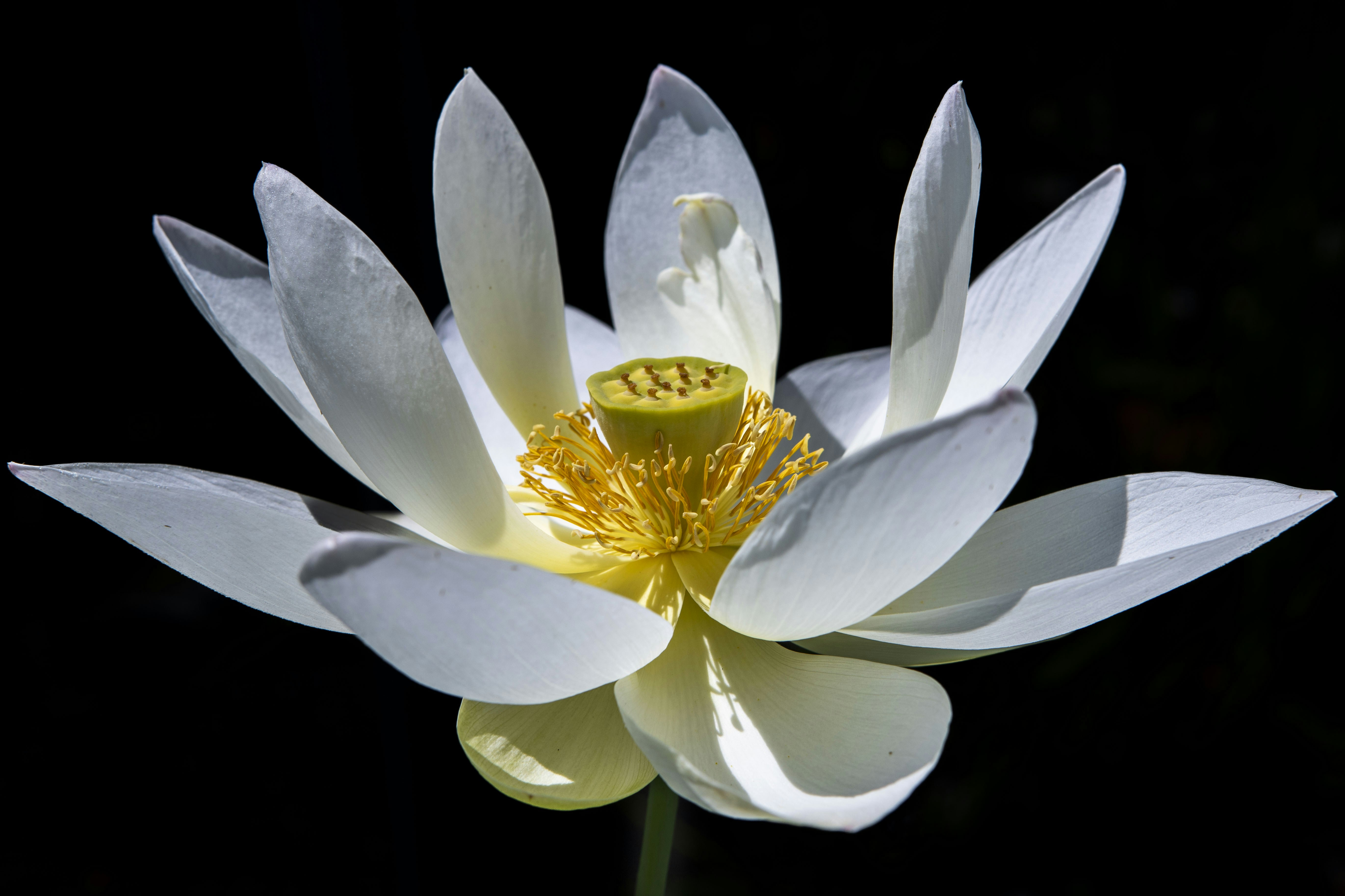 Silk in Shadow: Center-Stage White Lotus