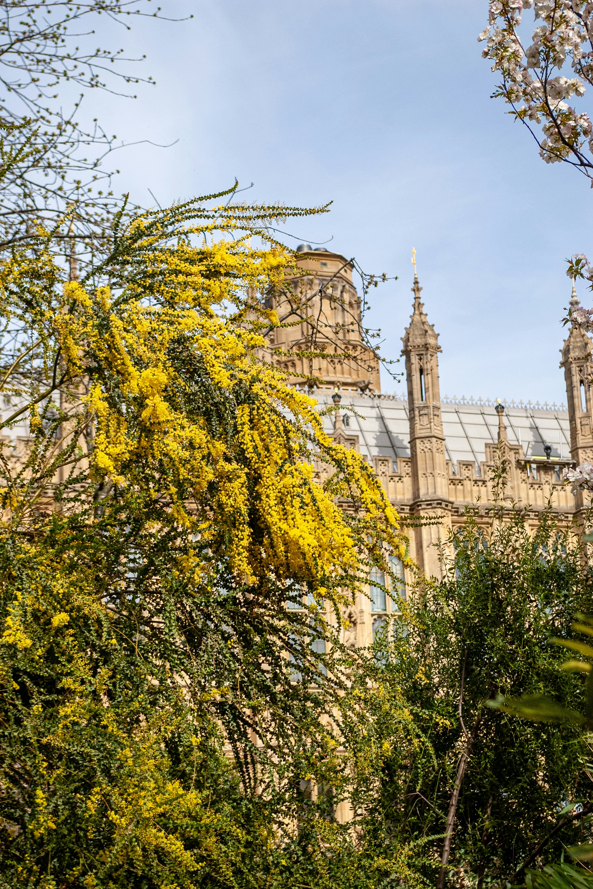 Golden Climbers Against Gothic Rooftops