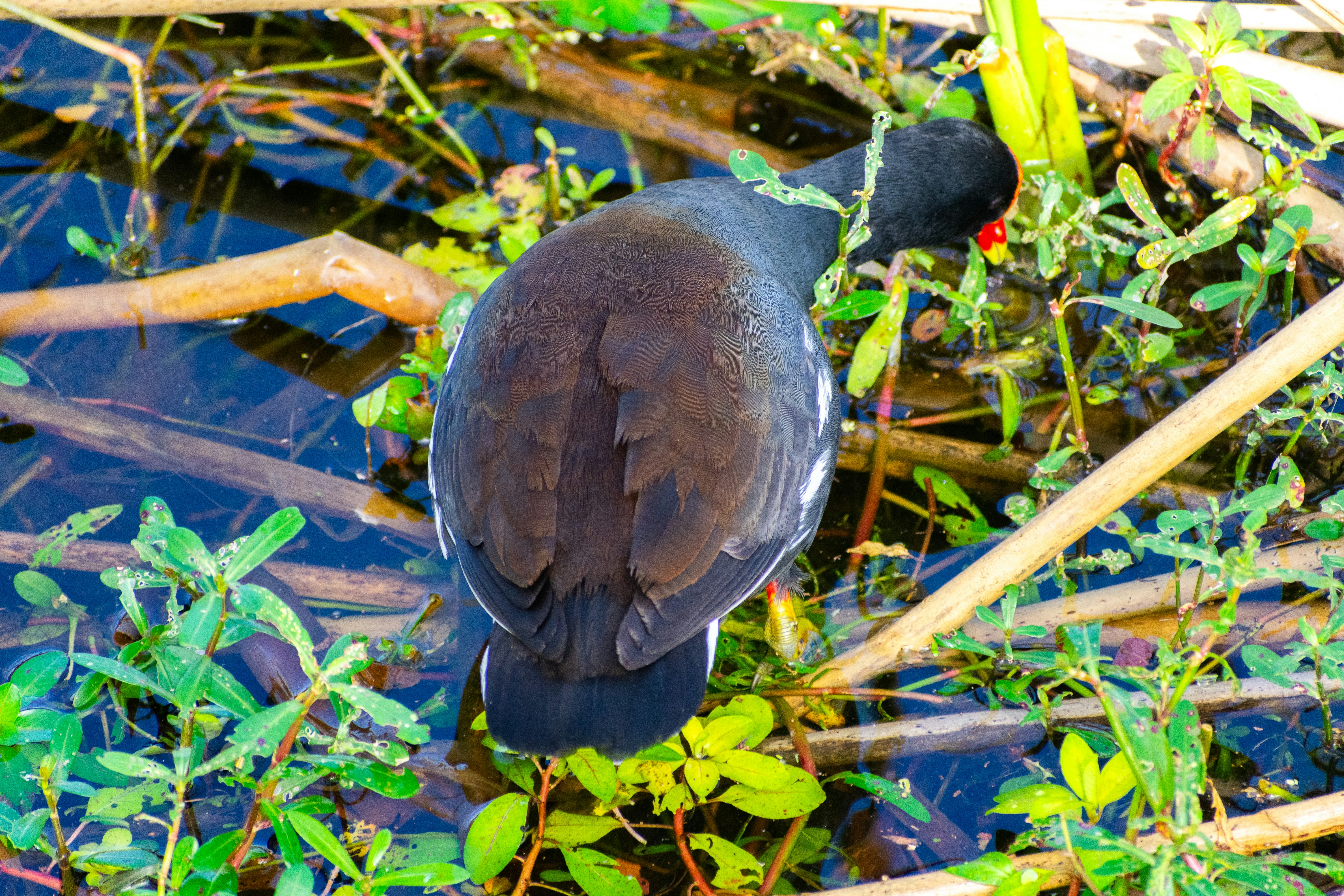 A bird is standing in a swampy area photo – Free Bird Image on Unsplash