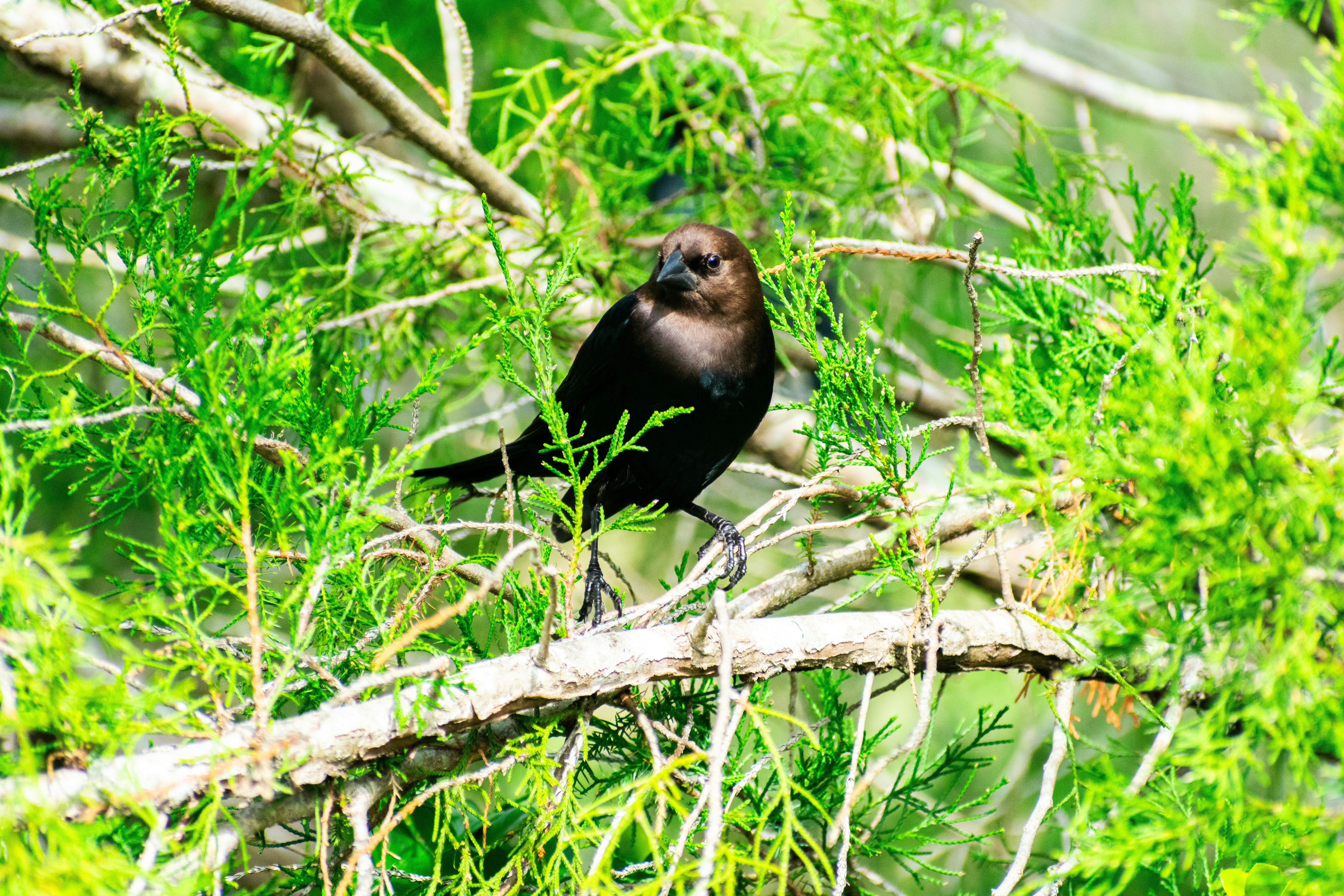 A Moment of Stillness: The Watchful Observer