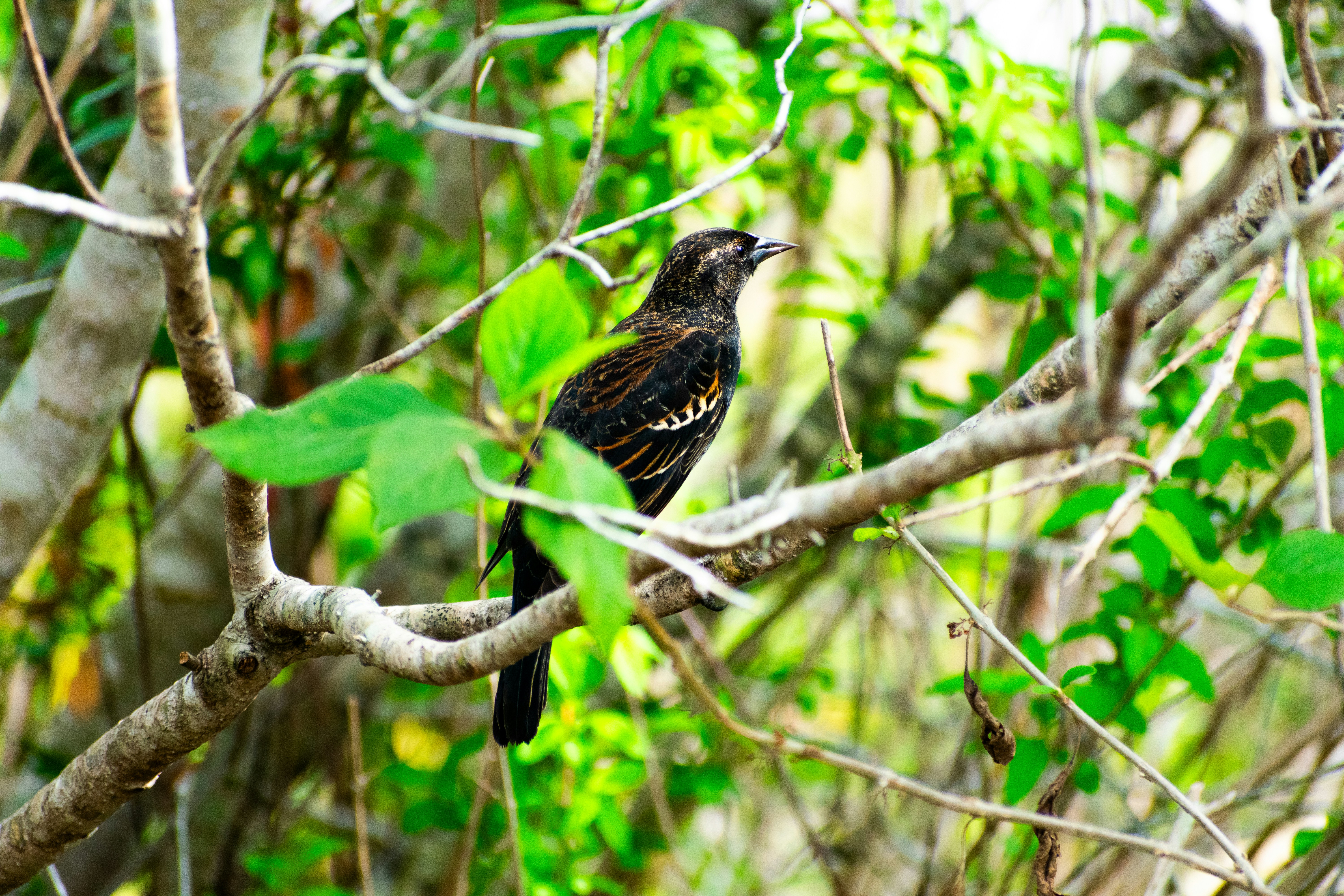 Photo by Robin Teng with Nikon D3400