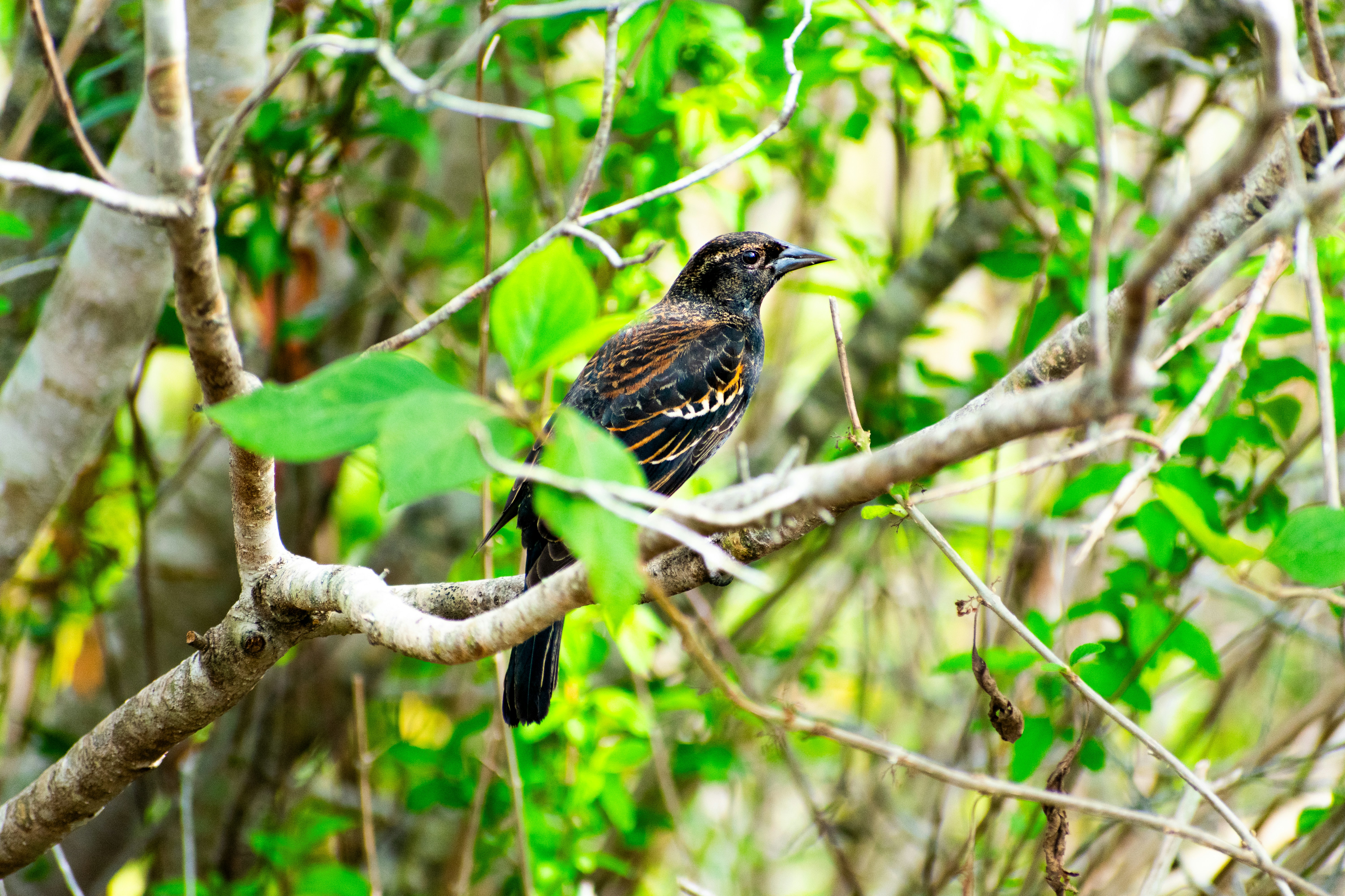 Photo by Robin Teng with Nikon D3400