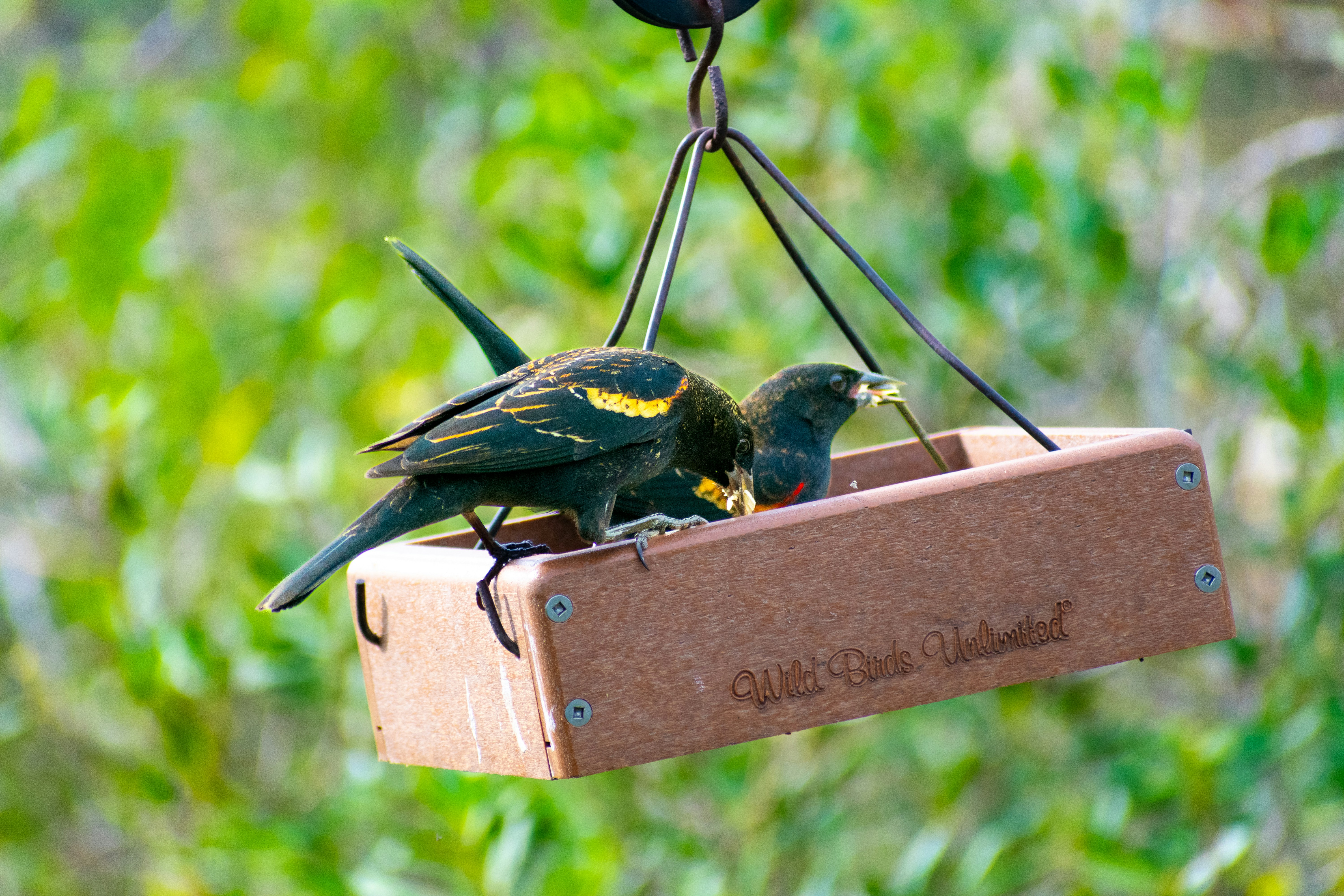 Amber-winged Visitor on a Rustic Hanging Feeder