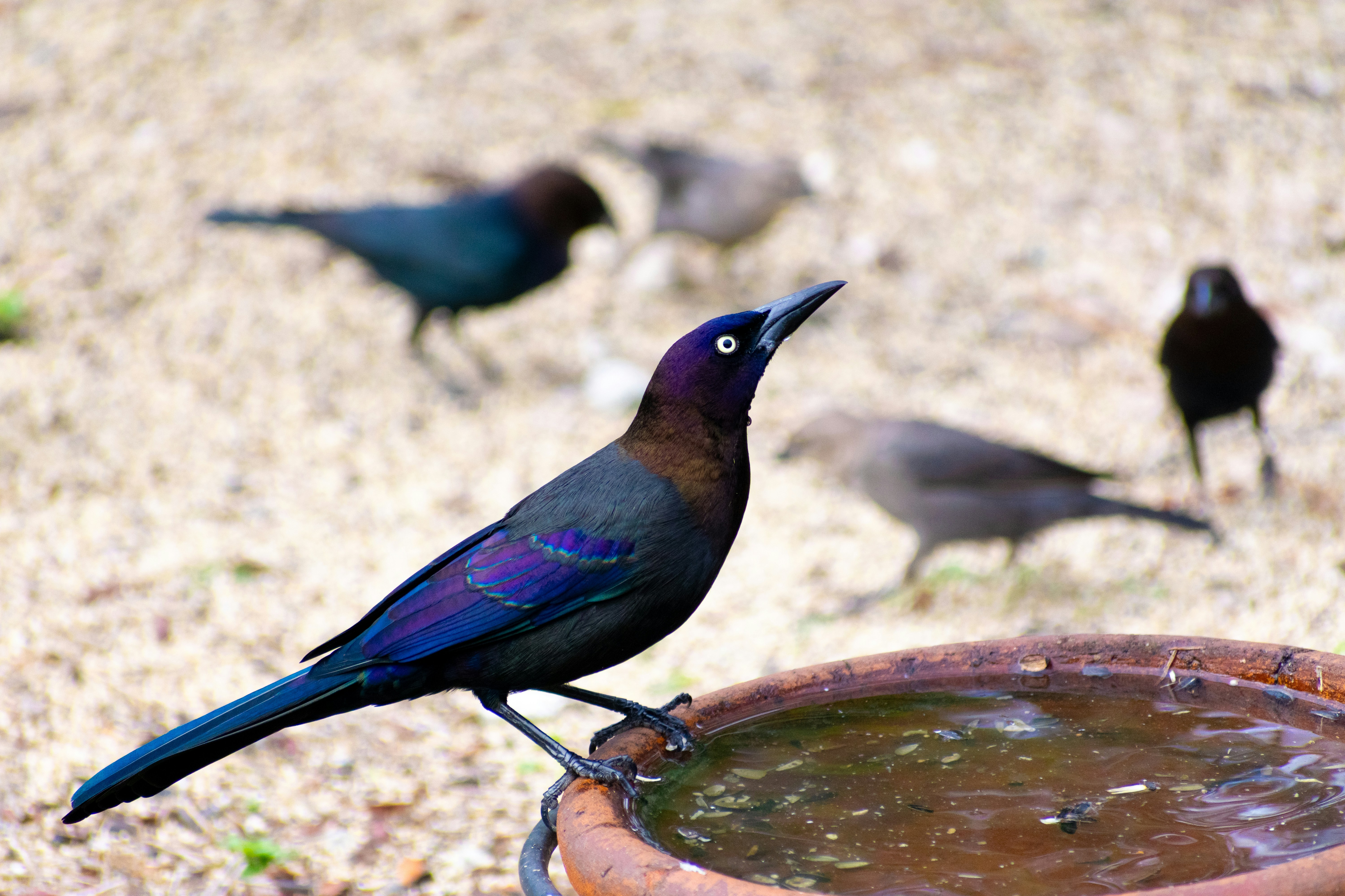 Bird photo shot on Nikon D3400