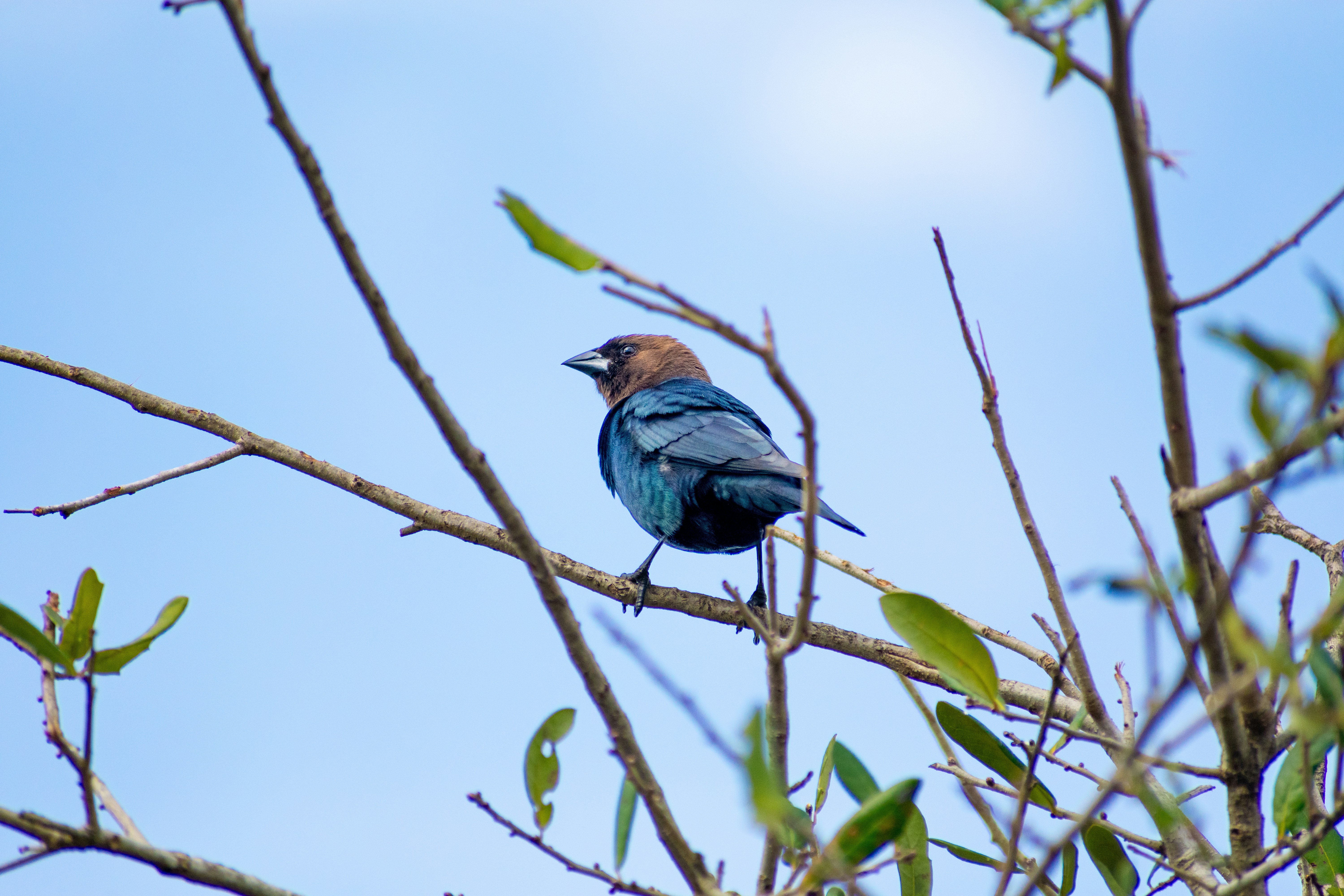 Vibrant bird perched on a branch against a clear blue sky, showcasing its iridescent feathers and natural habitat.
