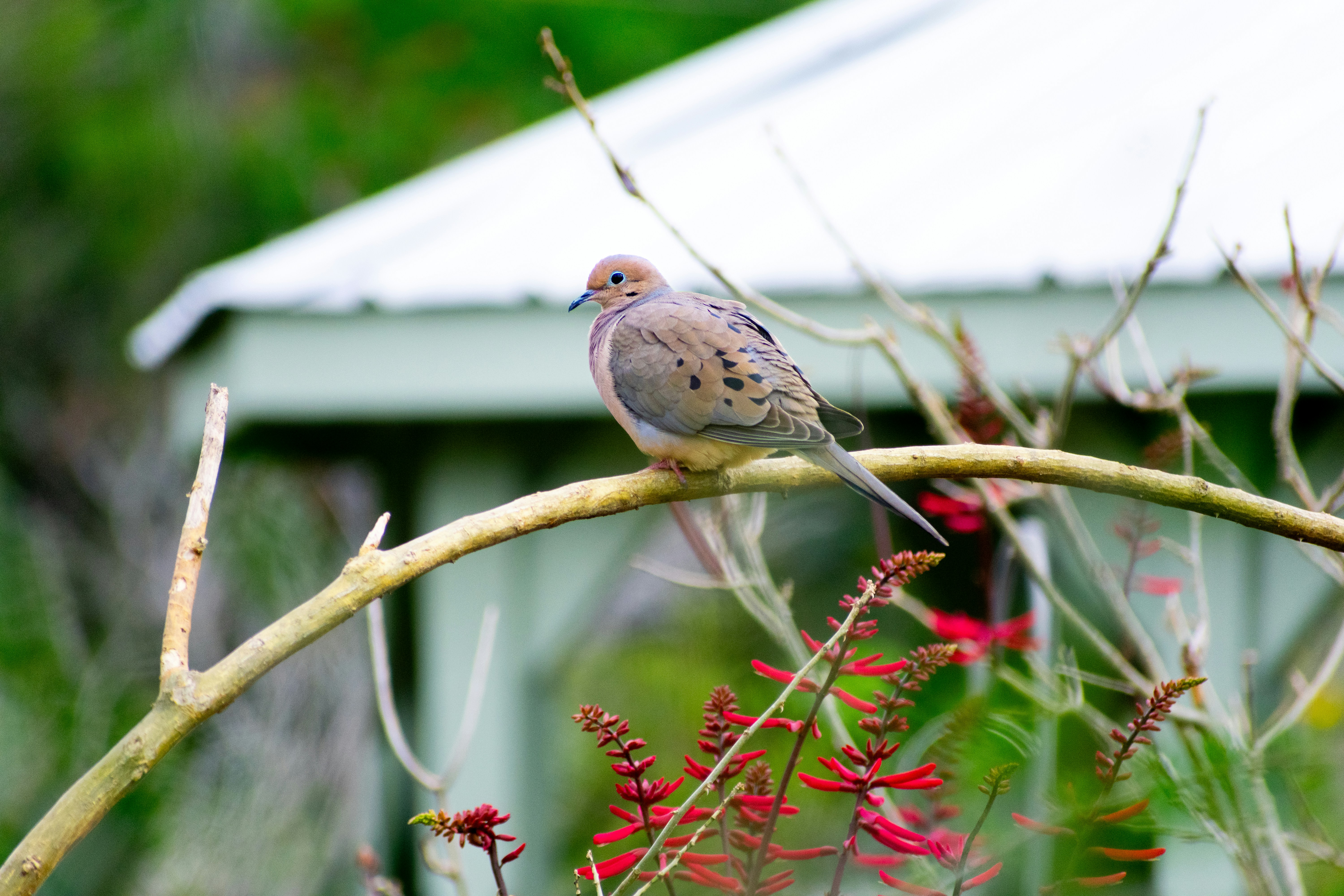 Dawn Perch: A Pigeon on a Branch in a Garden Oasis