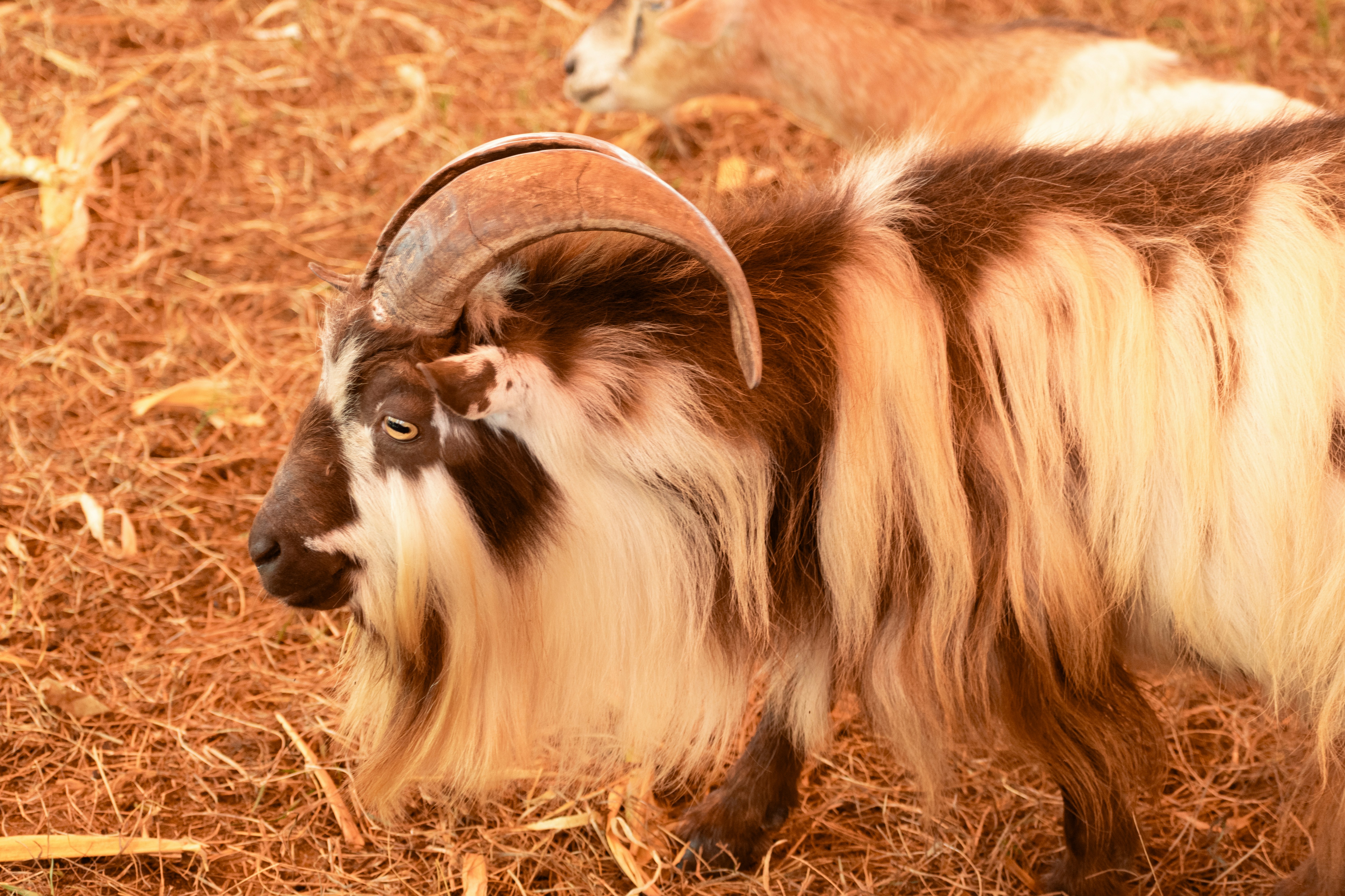 A Horned Goat in a Parched Meadow, Cast in Warm Light