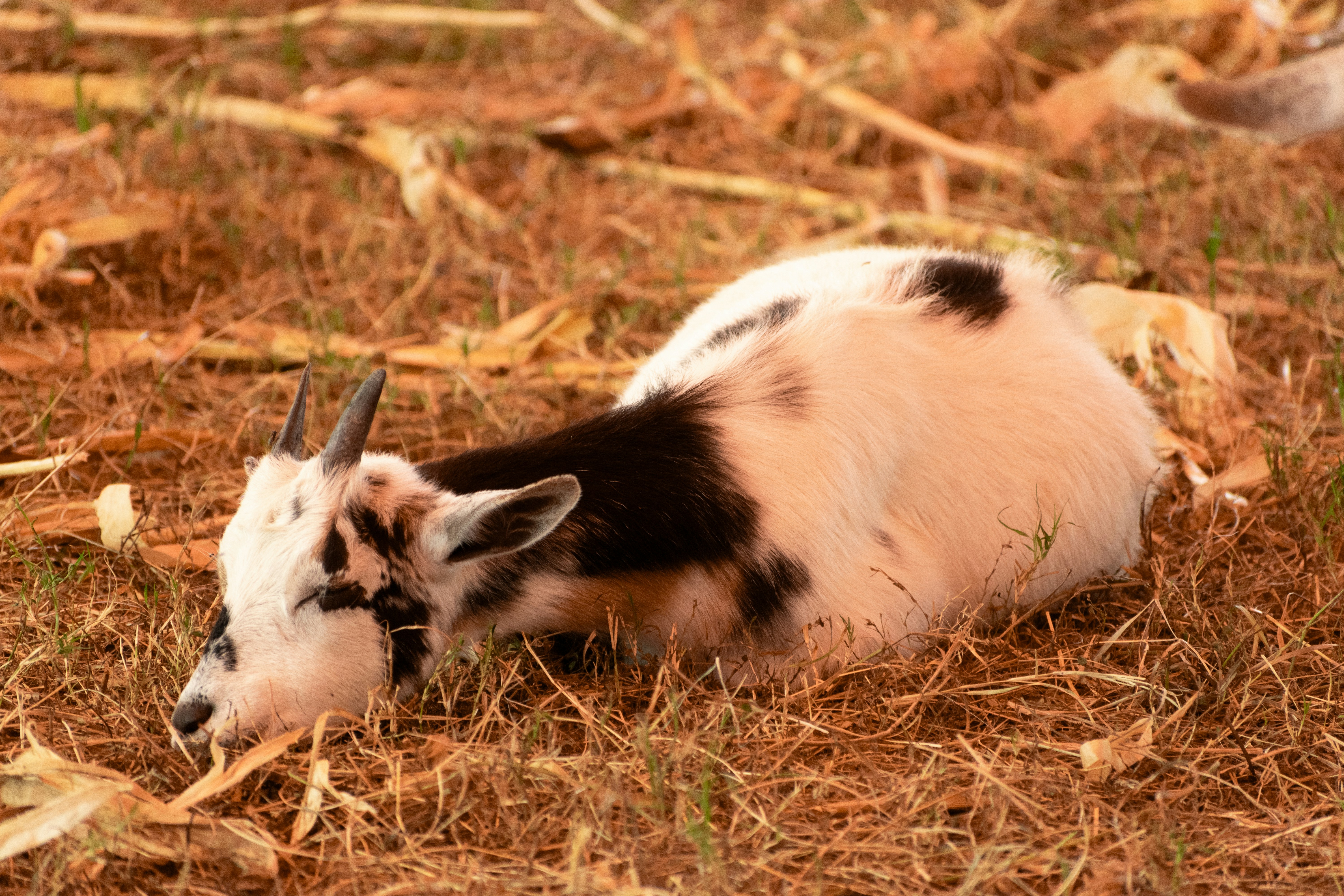 Serene Kid in Autumn Glow