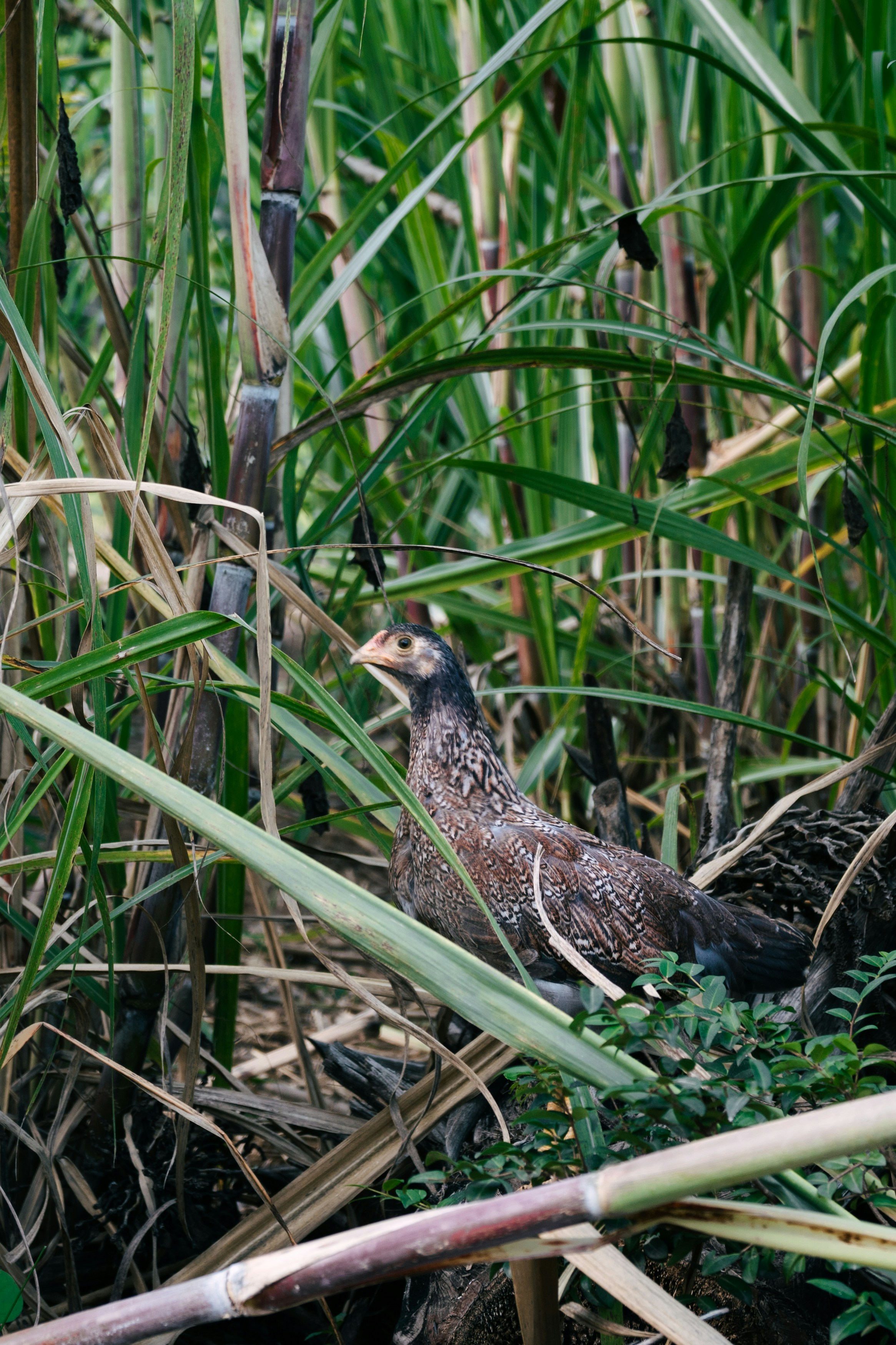 Photo by Eliézer Fernandes with Sony Alpha 7C